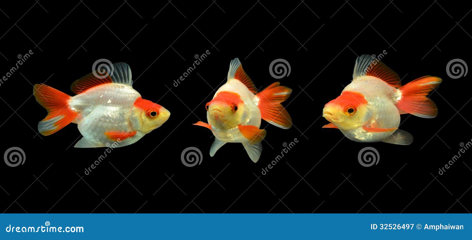 Trois poissons rouges image stock. Image du isolement - 32526497