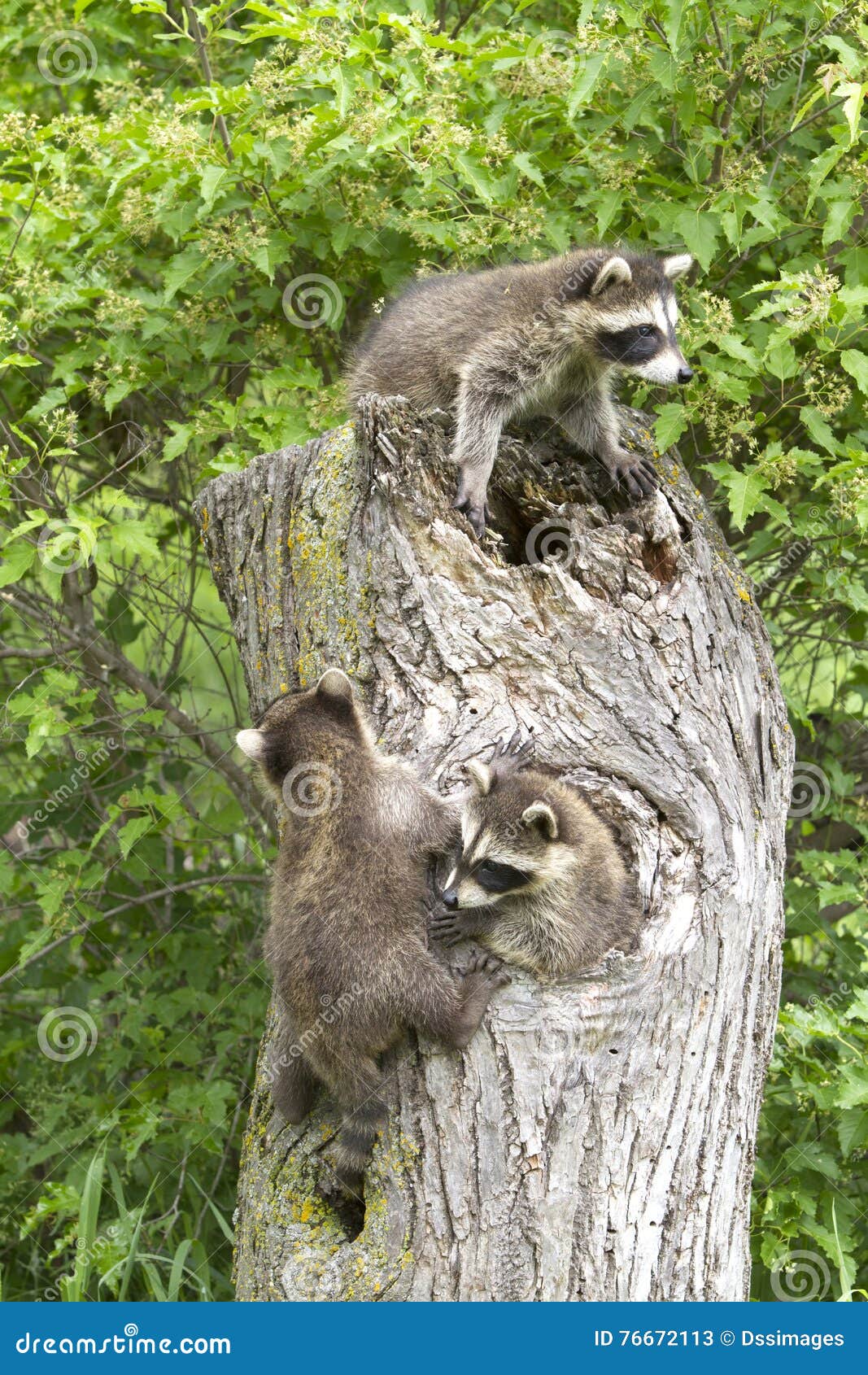 Trois Ratons Laveurs Dans Un Arbre Image stock - Image du forêt, mignon ...
