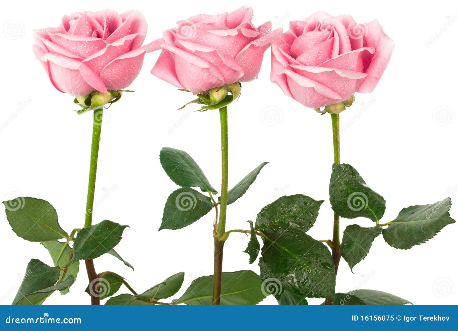 Trois roses image stock. Image du nature, centrale, flexible - 16156075