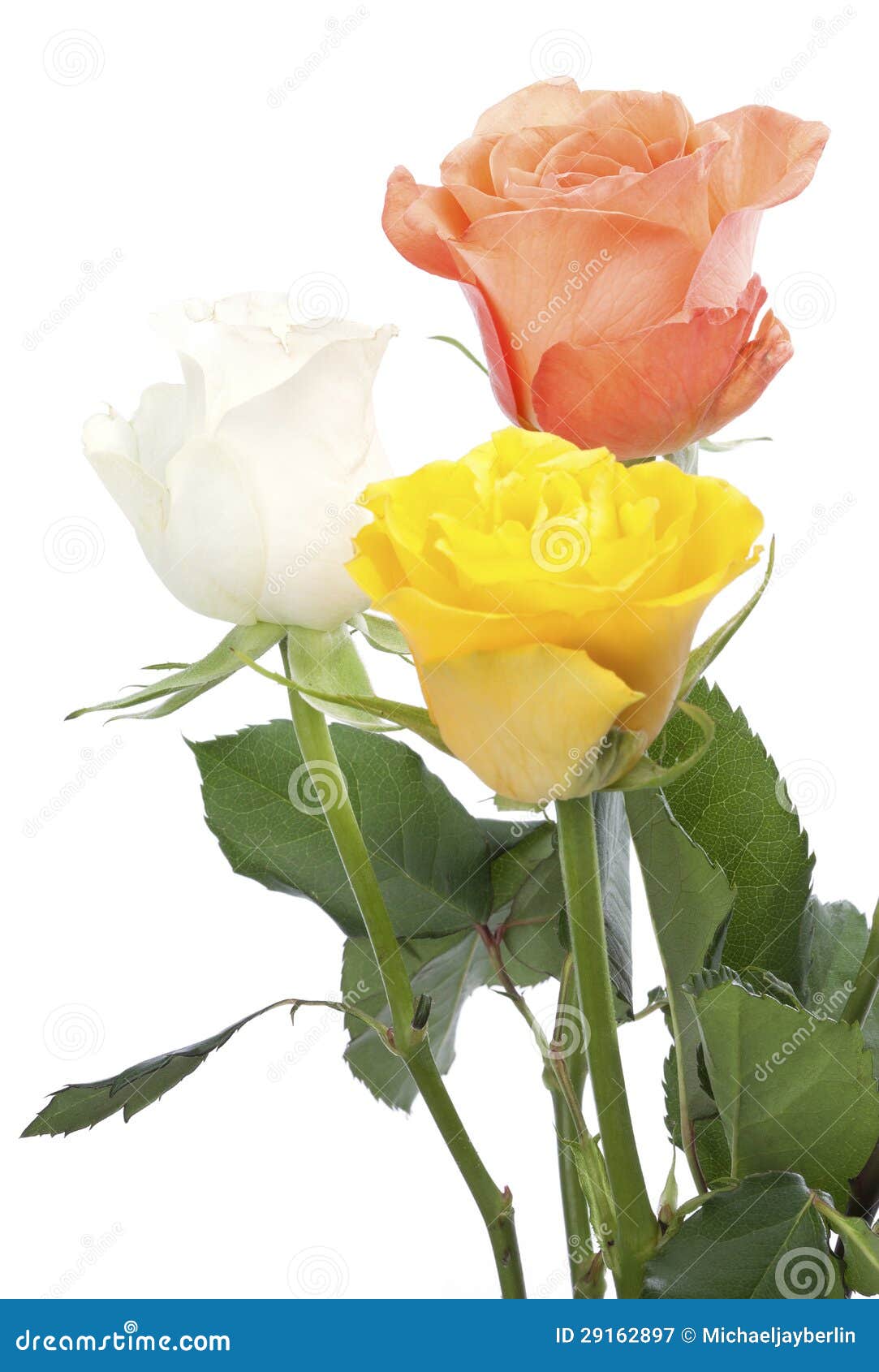 Trois roses image stock. Image du fleur, lames, orange - 29162897