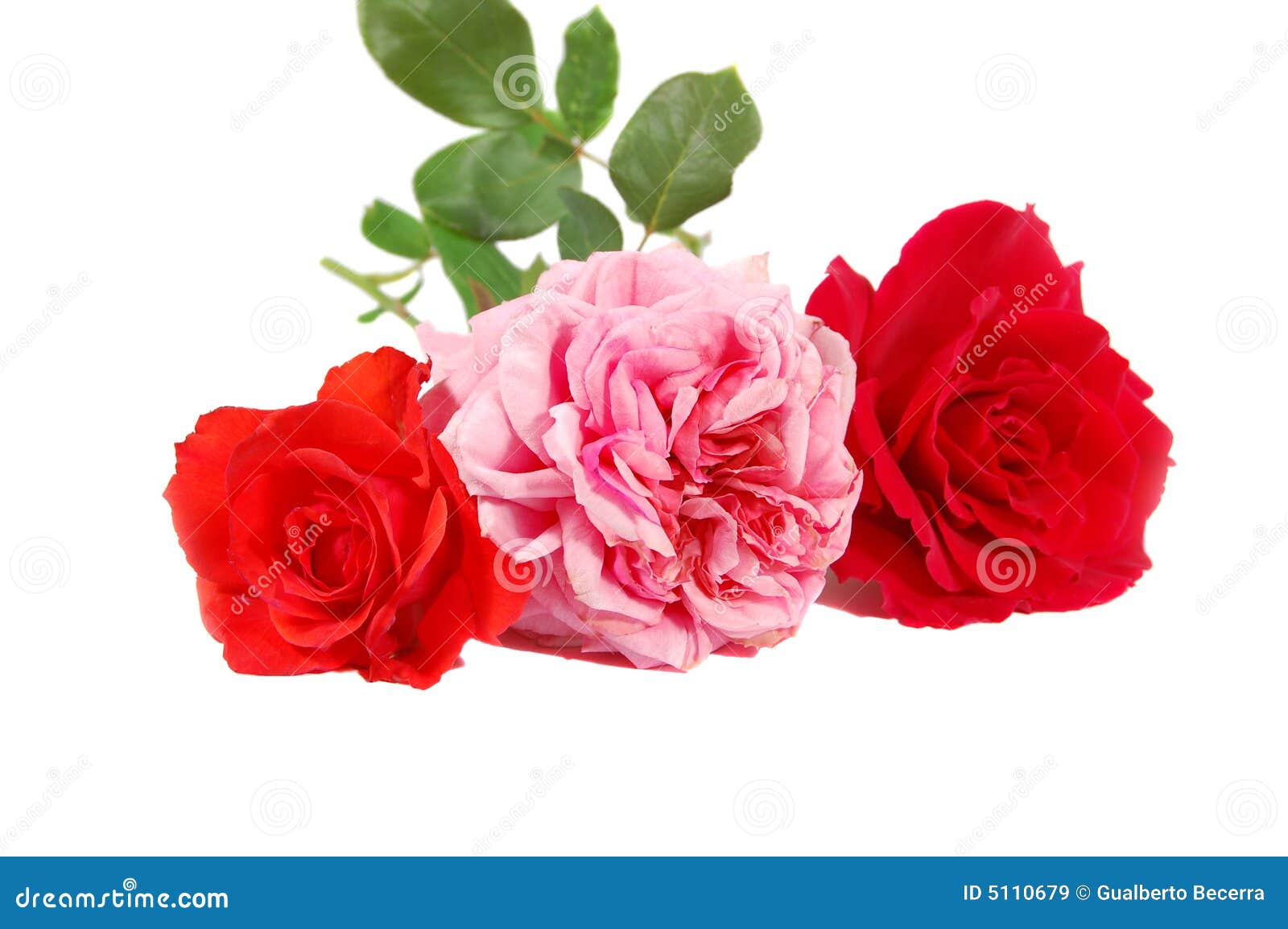 Trois Roses Image. Image: 5110679