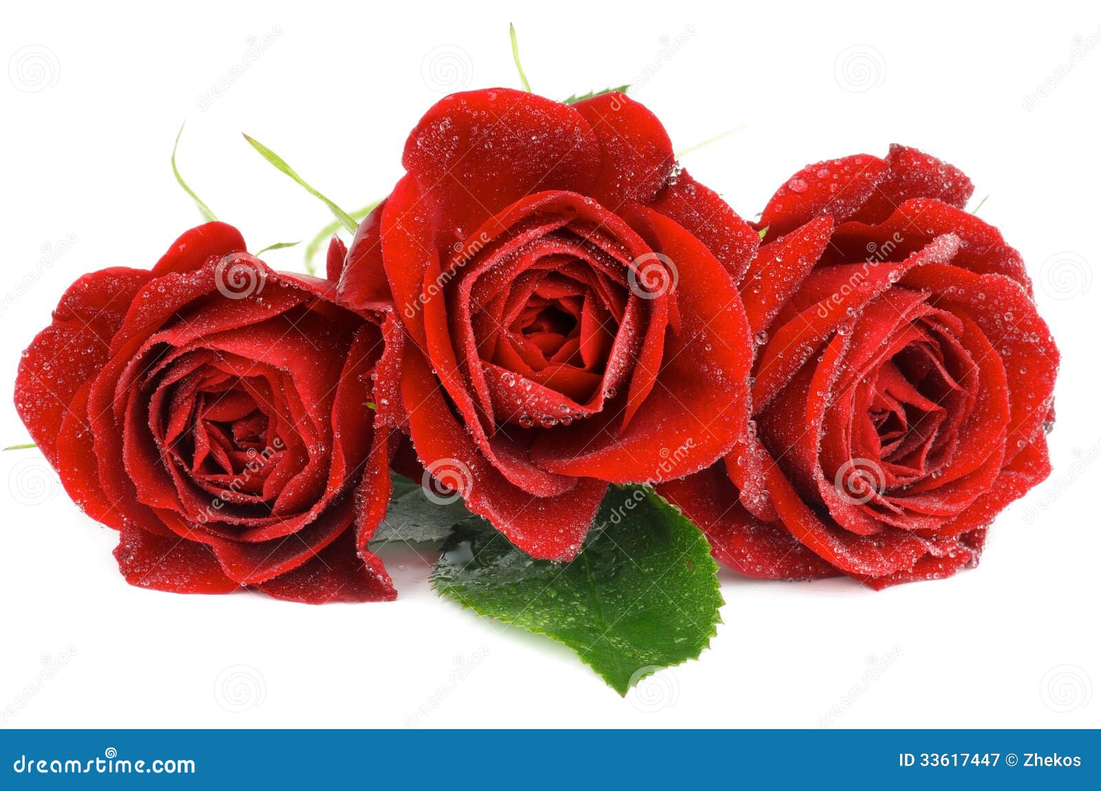 Trois roses rouges image stock. Image du groupe, pétale - 33617447