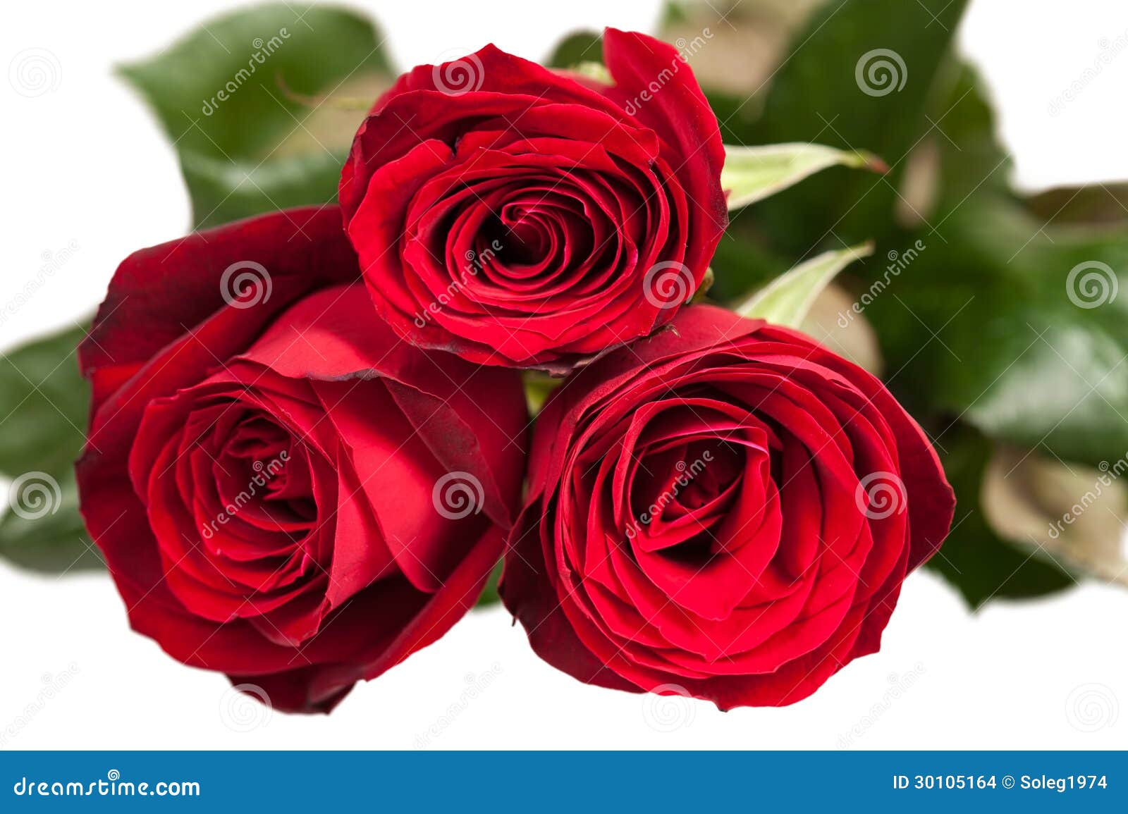 Roses Rouges D'isolement Sur Le Blanc Photo stock - Image du événement ...