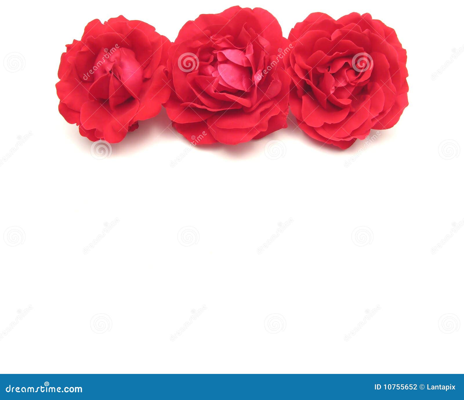 Trois Roses Rouges Sur Le Premier Bord Photo stock - Image of bord ...