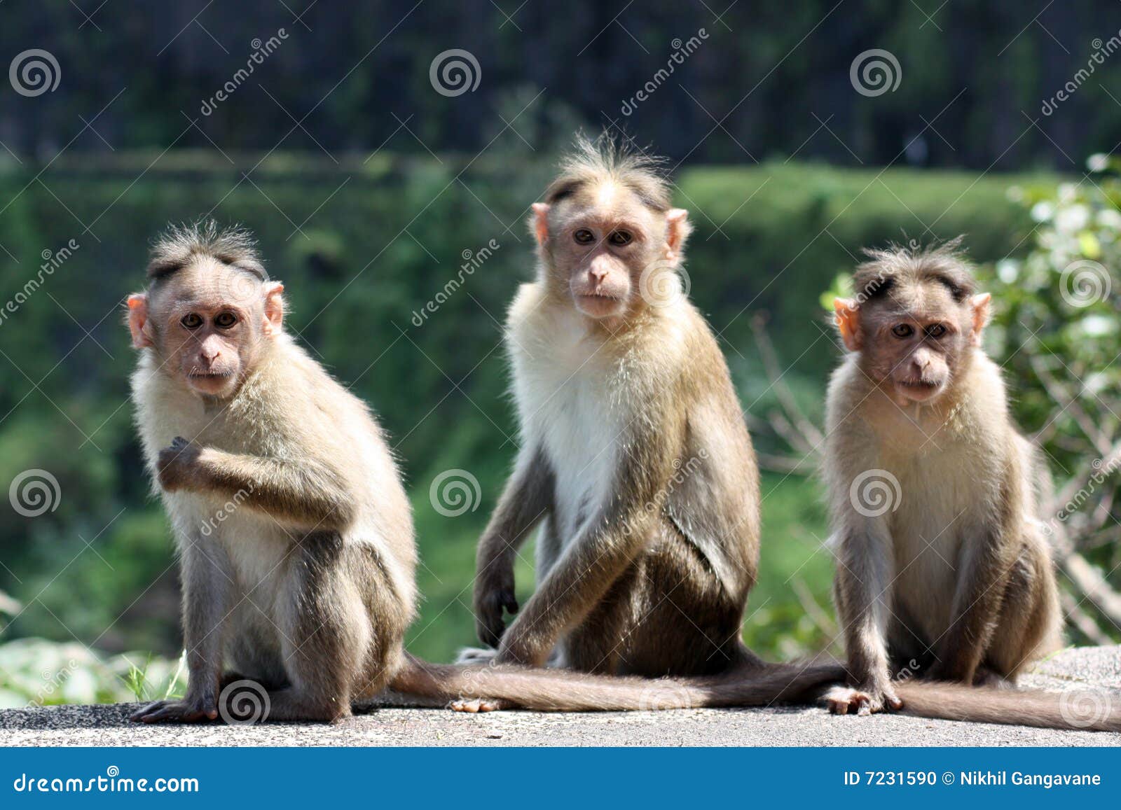 Trois singes photo stock. Image du animal, trois, mammifères - 7231590