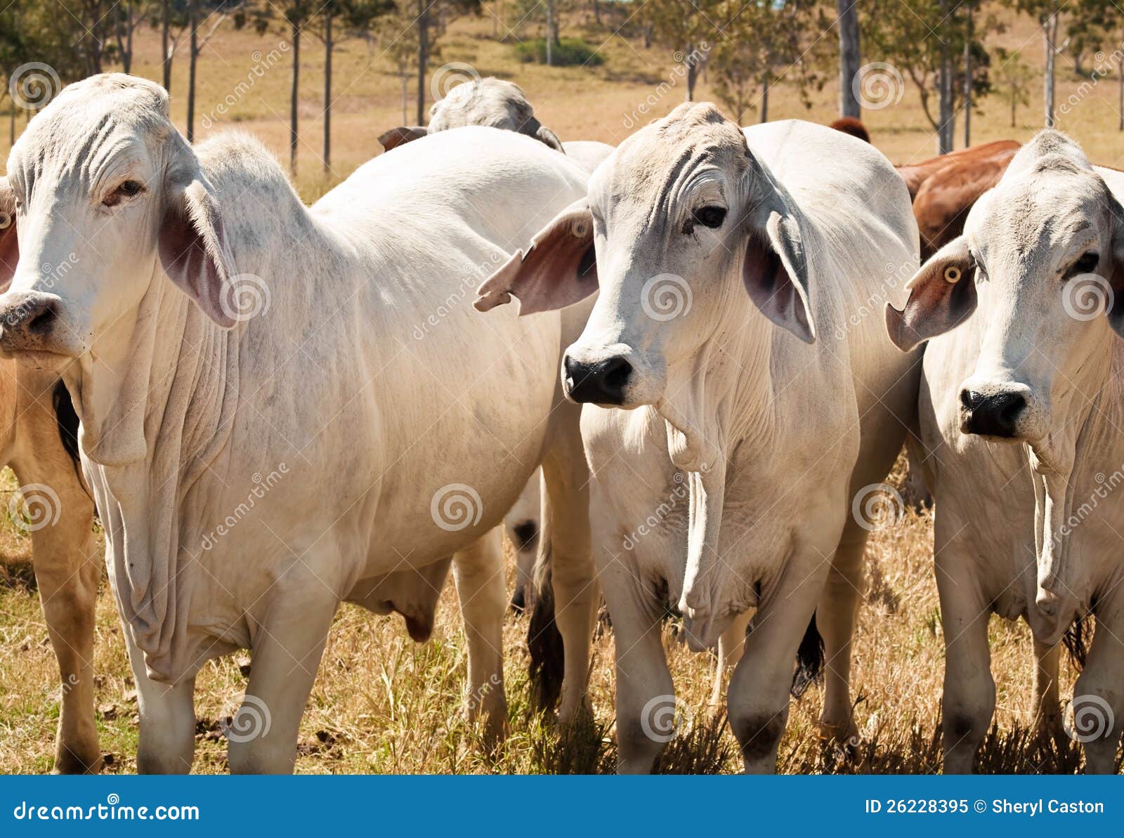 Trois Vaches De Boucherie Grises De Brahman Image stock - Image du ...
