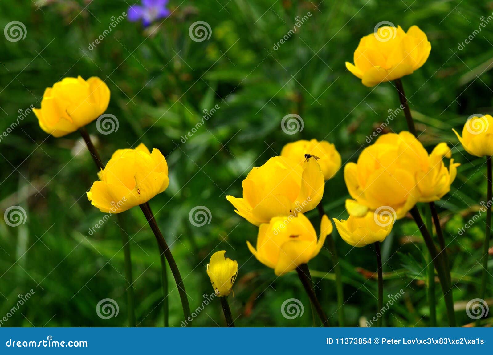 Trolius europaeus stock photo. Image of flora, aroma - 11373854