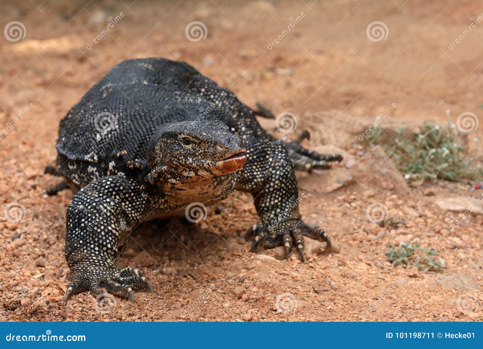 Troll Waran Ou Dragon D'eau Dans Sri Lanka Image stock - Image du asie ...