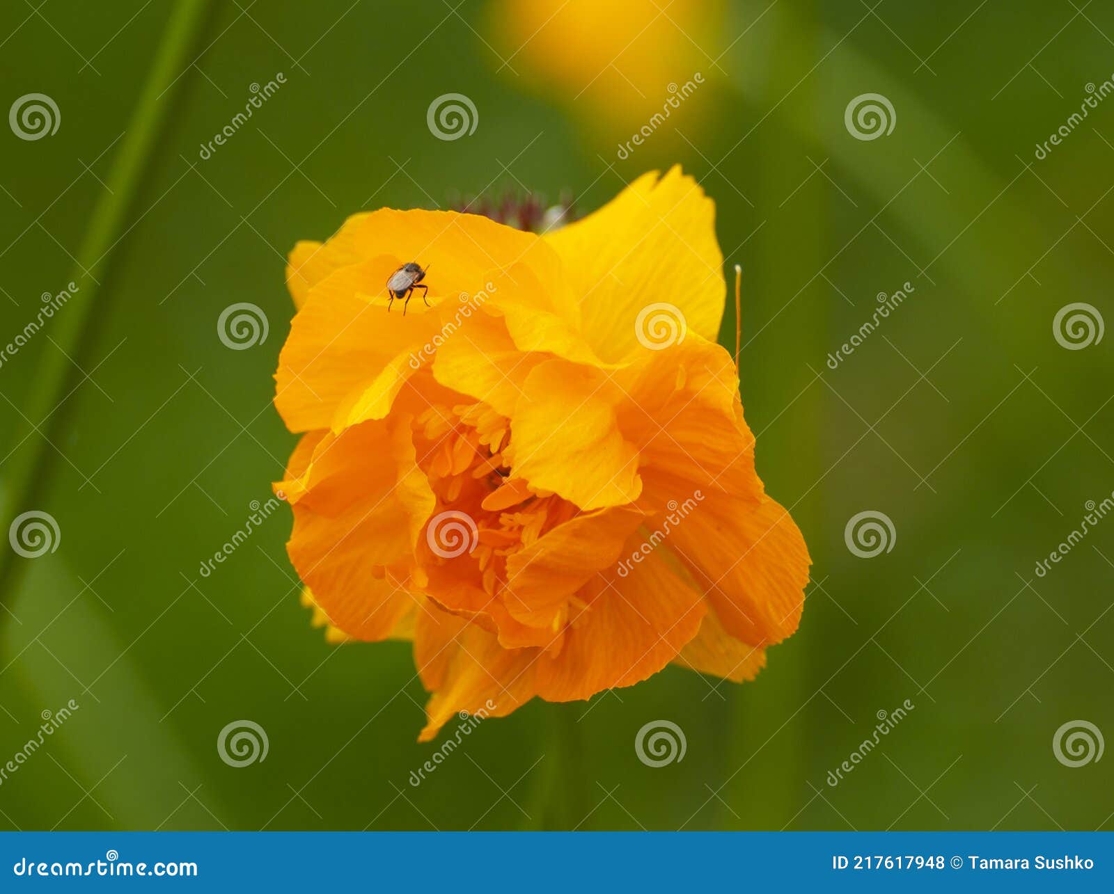 Trollflower Trollius Europaeus after Rain Stock Photo - Image of macro ...