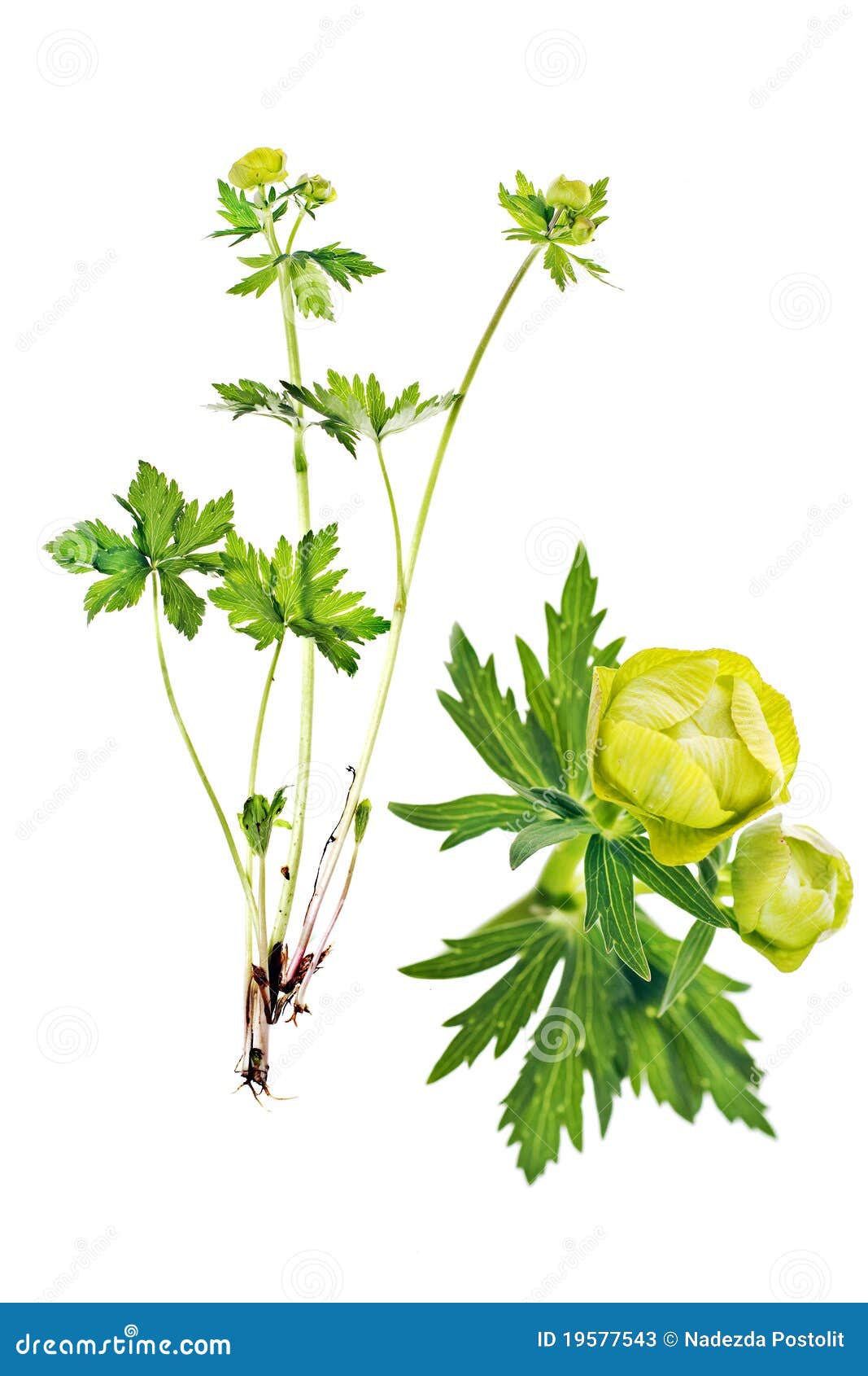 Trollflower Trollius L., stock image. Image of flower - 19577543