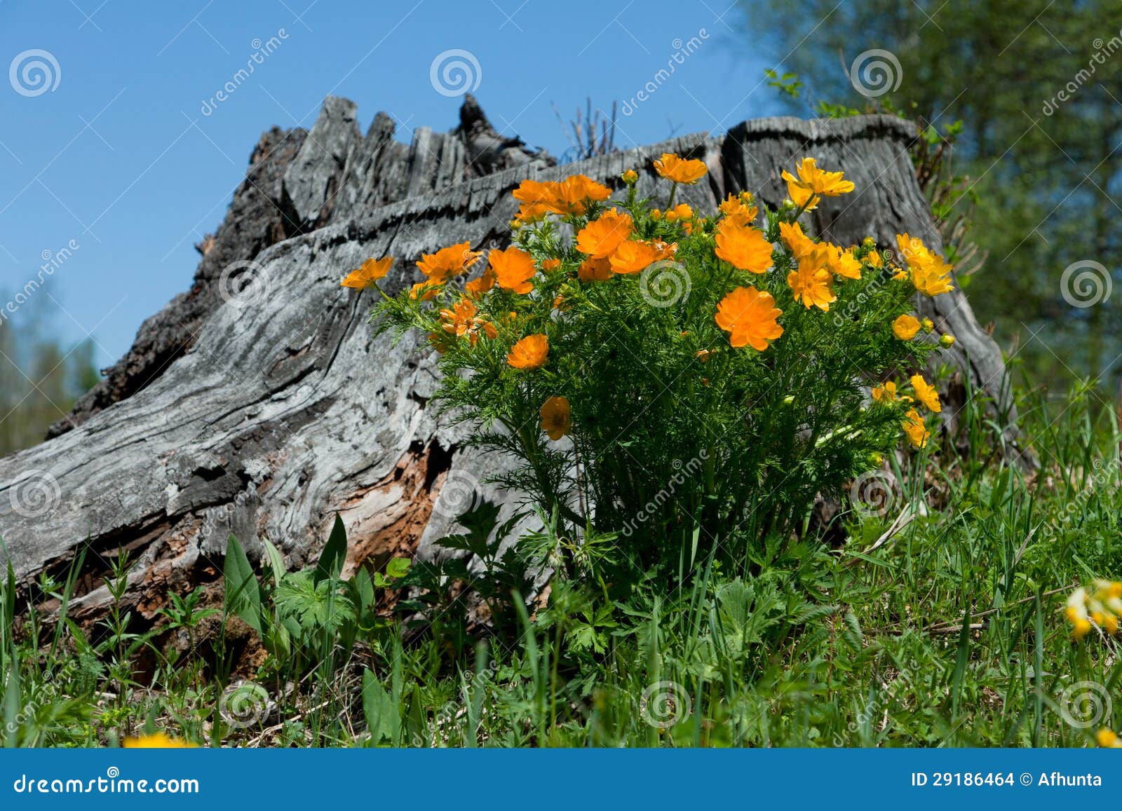 Trollius altaicus stock photo. Image of yellow, leaf - 29186464