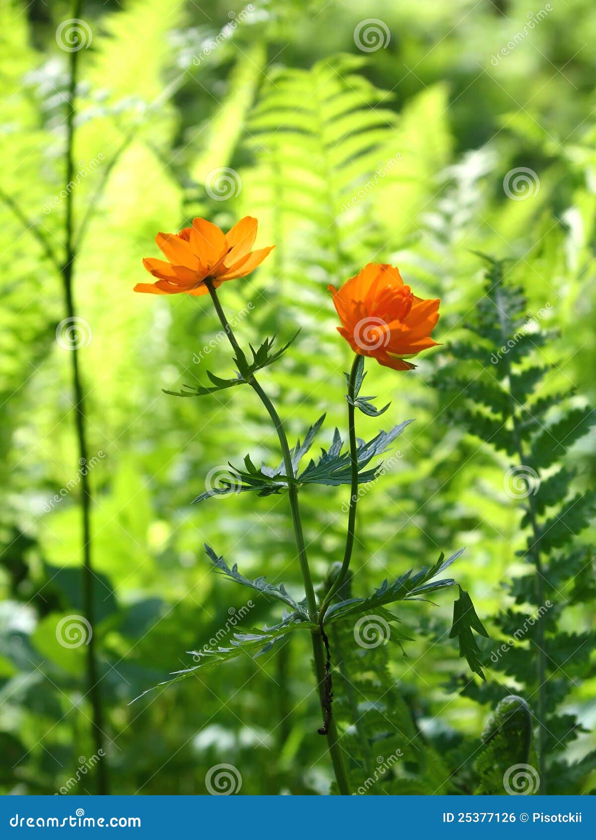 Trollius asiaticus stock photo. Image of bright, ecology - 25377126