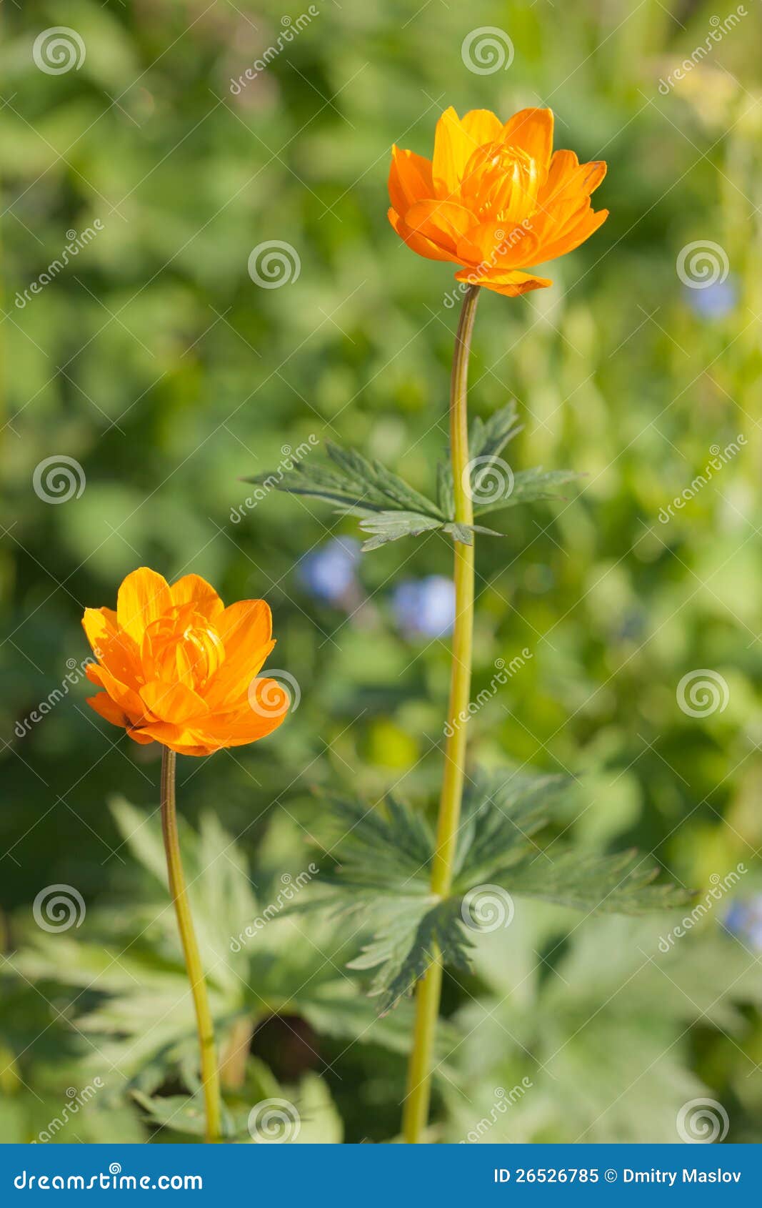 Trollius asiaticus stock image. Image of orange, vibrant - 26526785