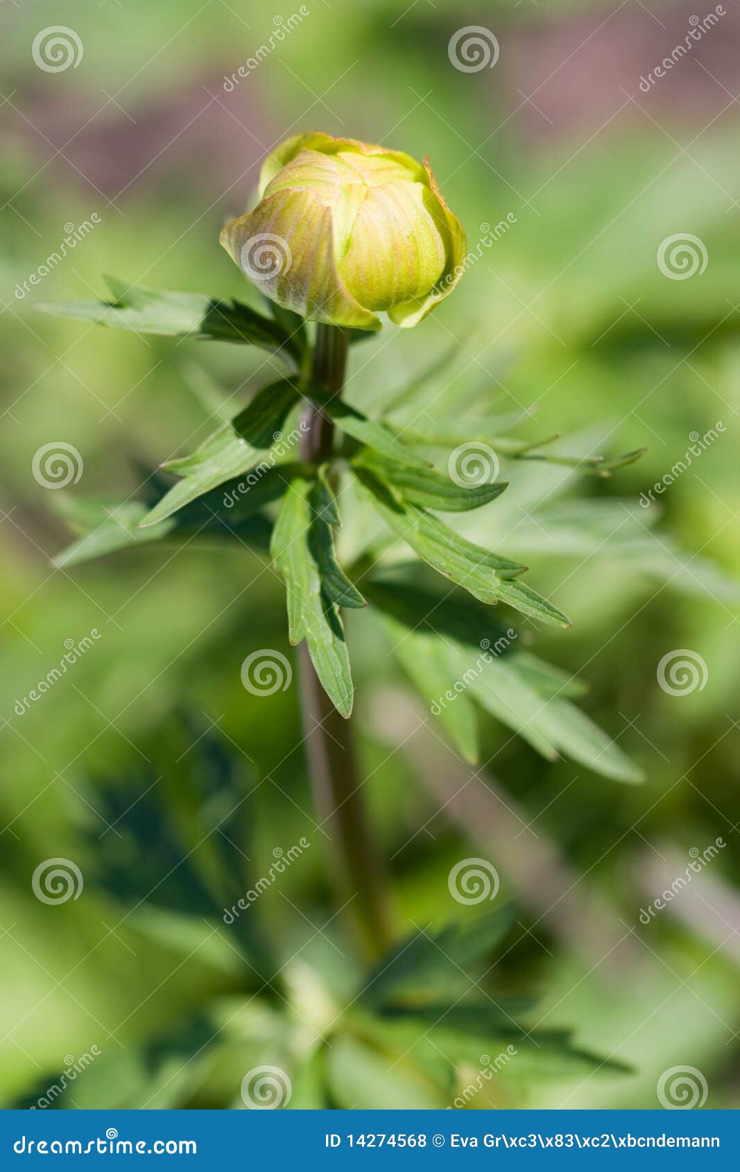 Trollius europaeus stock photo. Image of vertical, nature - 14274568
