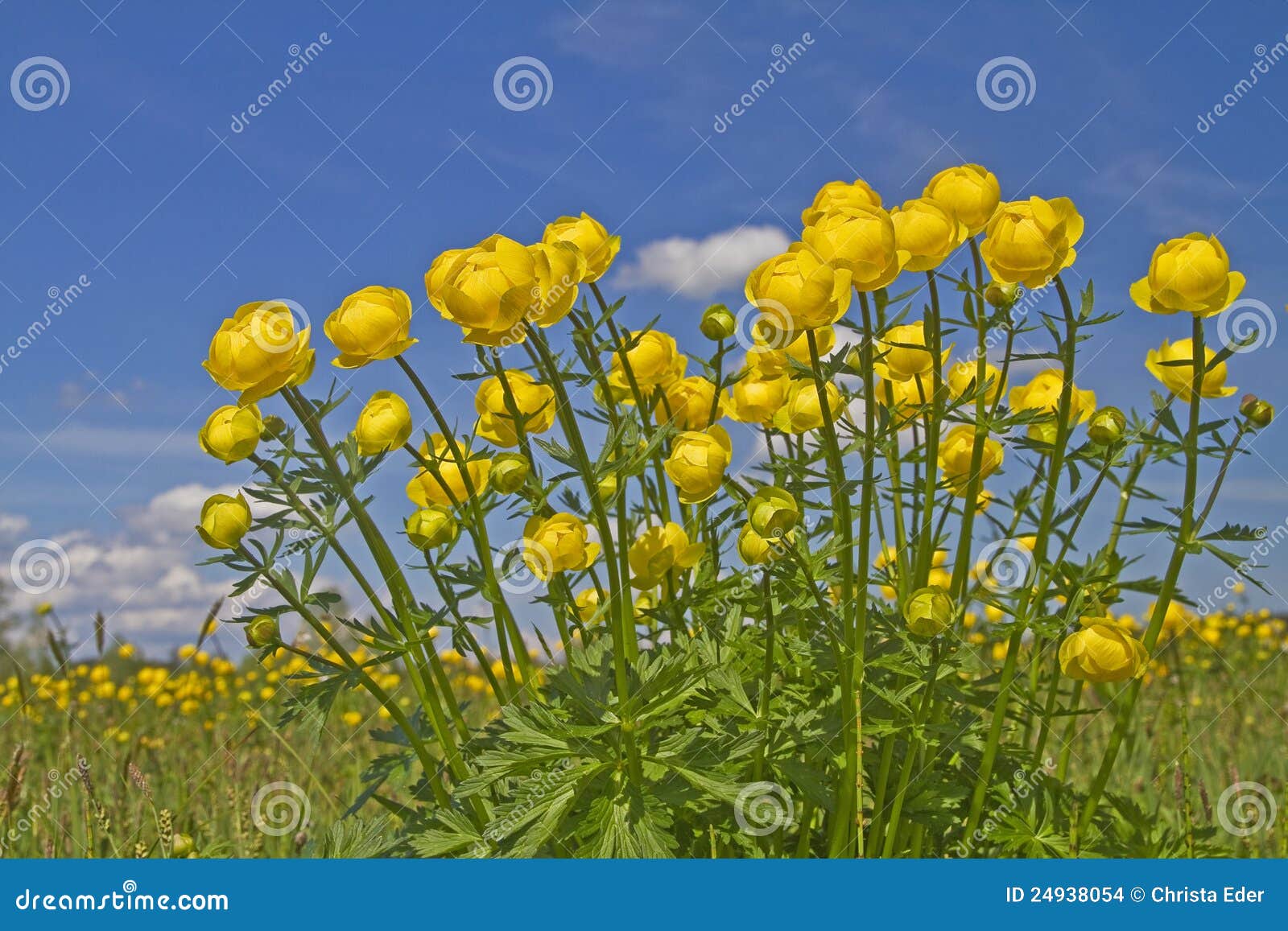 Trollius europaeus stock photo. Image of mountain, heaven - 24938054