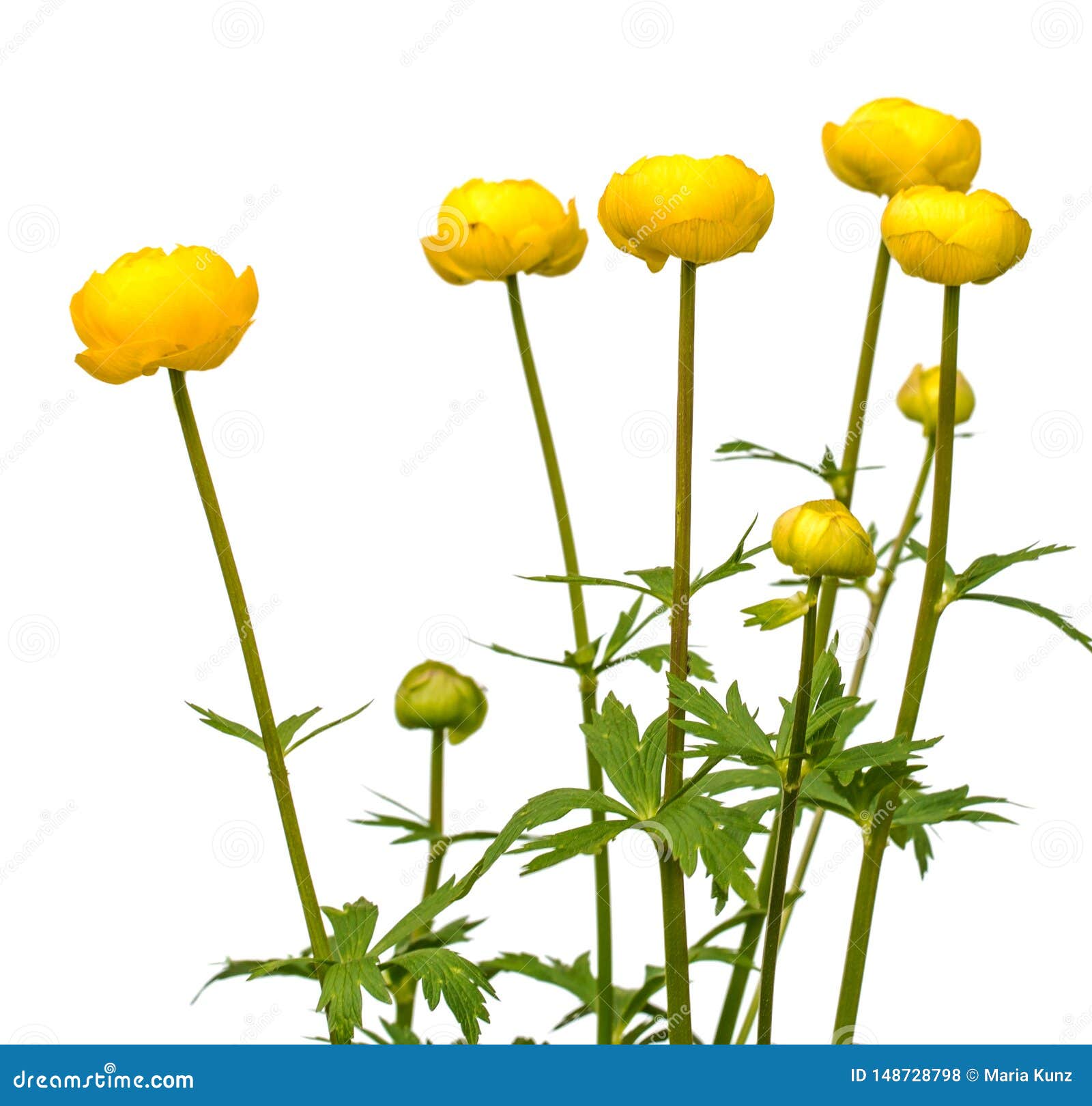 Trollius Europaeus Isolated on White Background Stock Photo - Image of ...