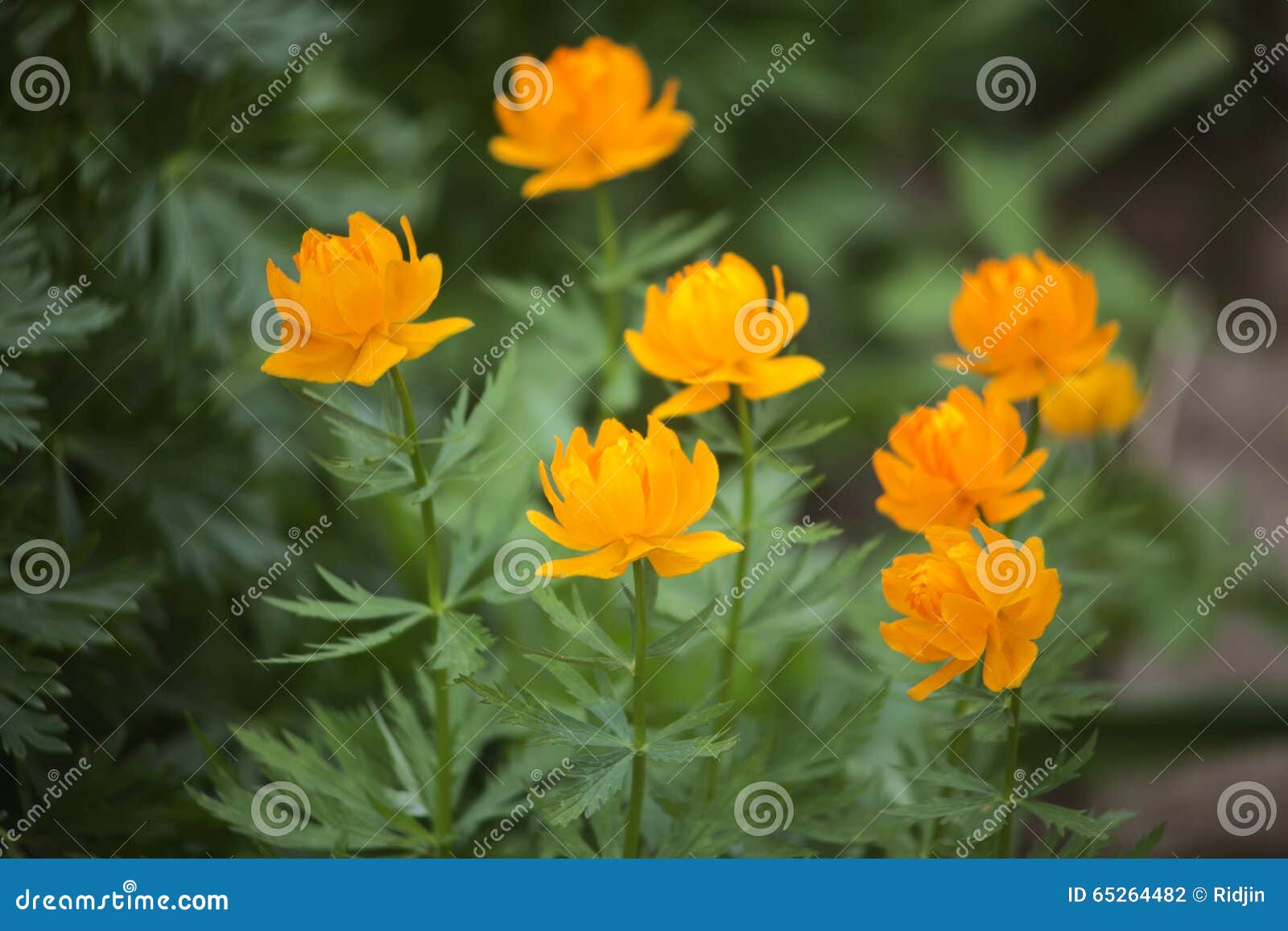 Trollius Orange Princess Stock Photo | CartoonDealer.com #94307400