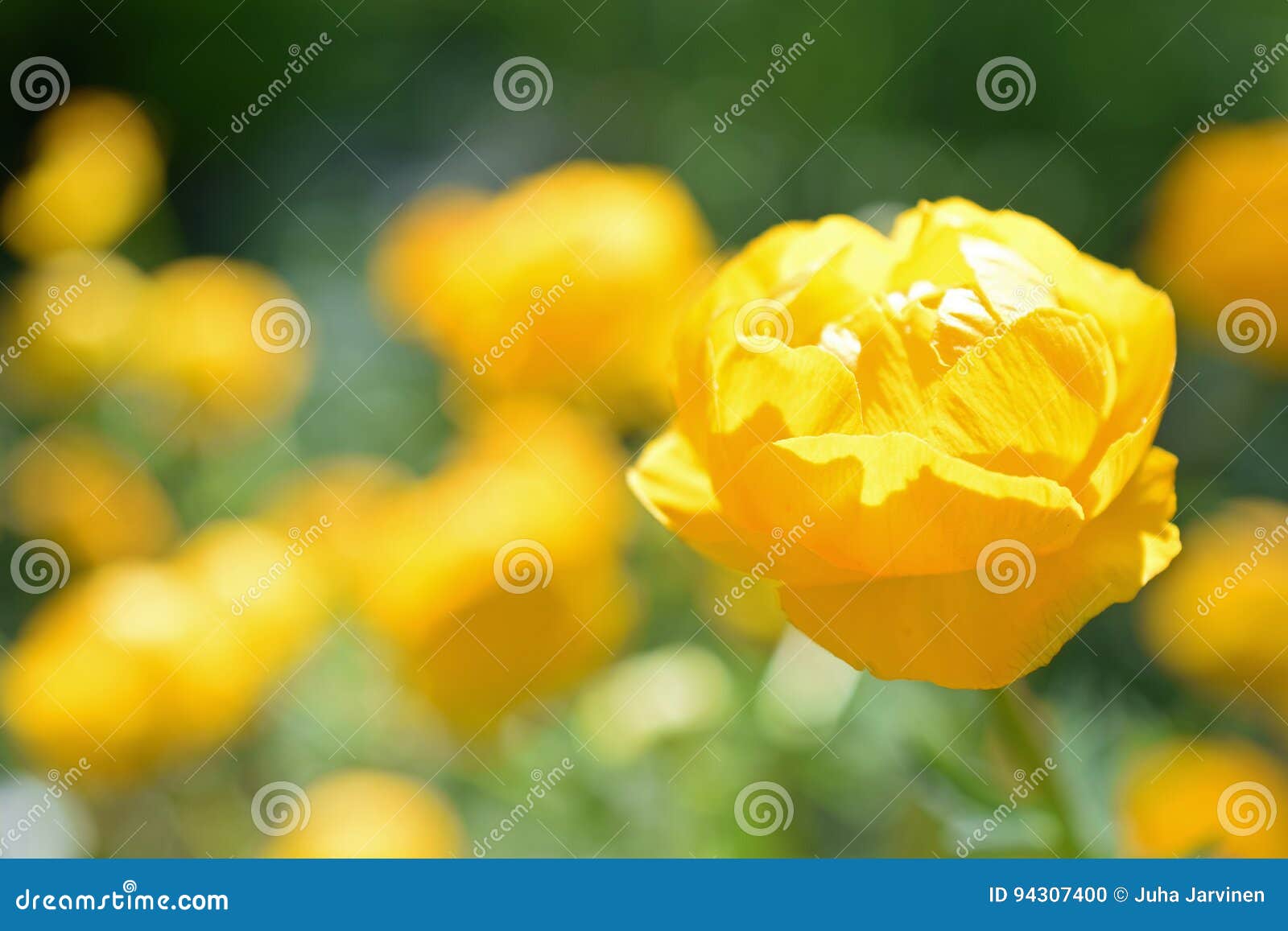 Trollius Orange Princess Stock Photo | CartoonDealer.com #94307400