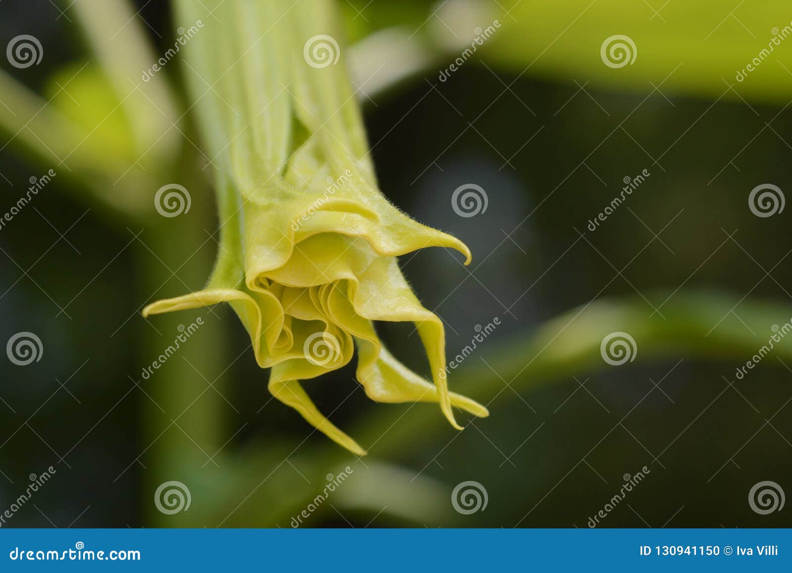 imagens de stock Trombeta Dos Anjos - Baixe 118 Royalty Free