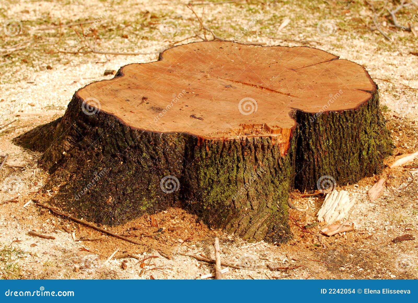 Tronçon d'arbre photo stock. Image of enregistrement, poussière - 2242054