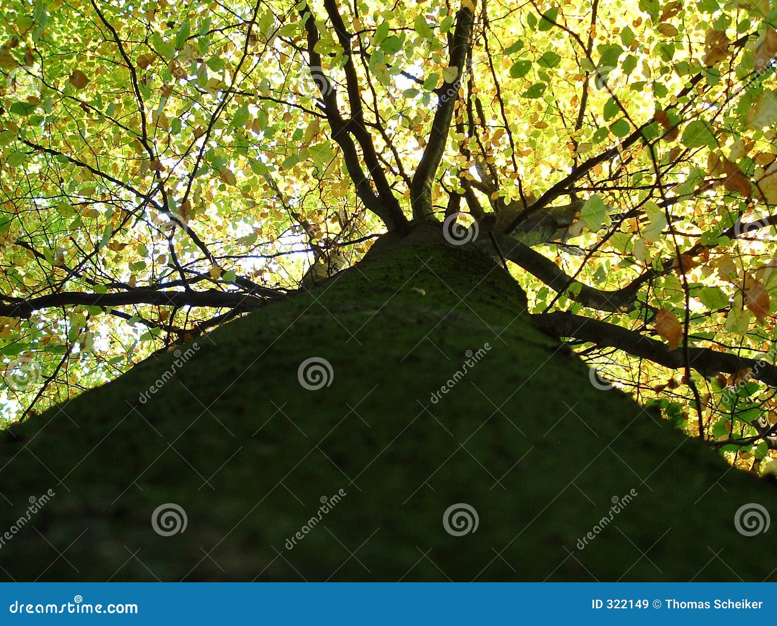 Tronc Image. Image: 322149