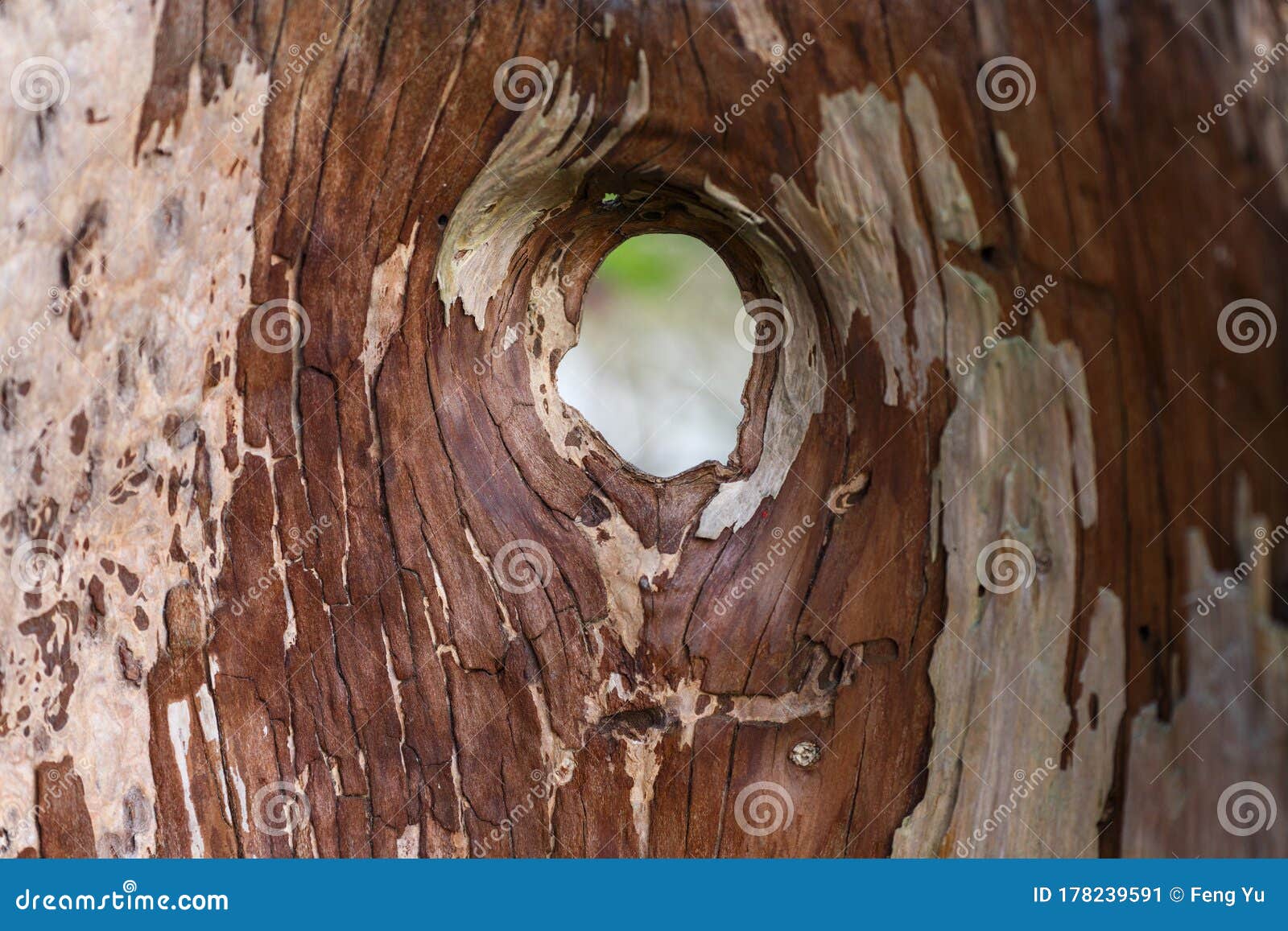 Tronc d'arbre creux image stock. Image du normal, forêt - 178239591