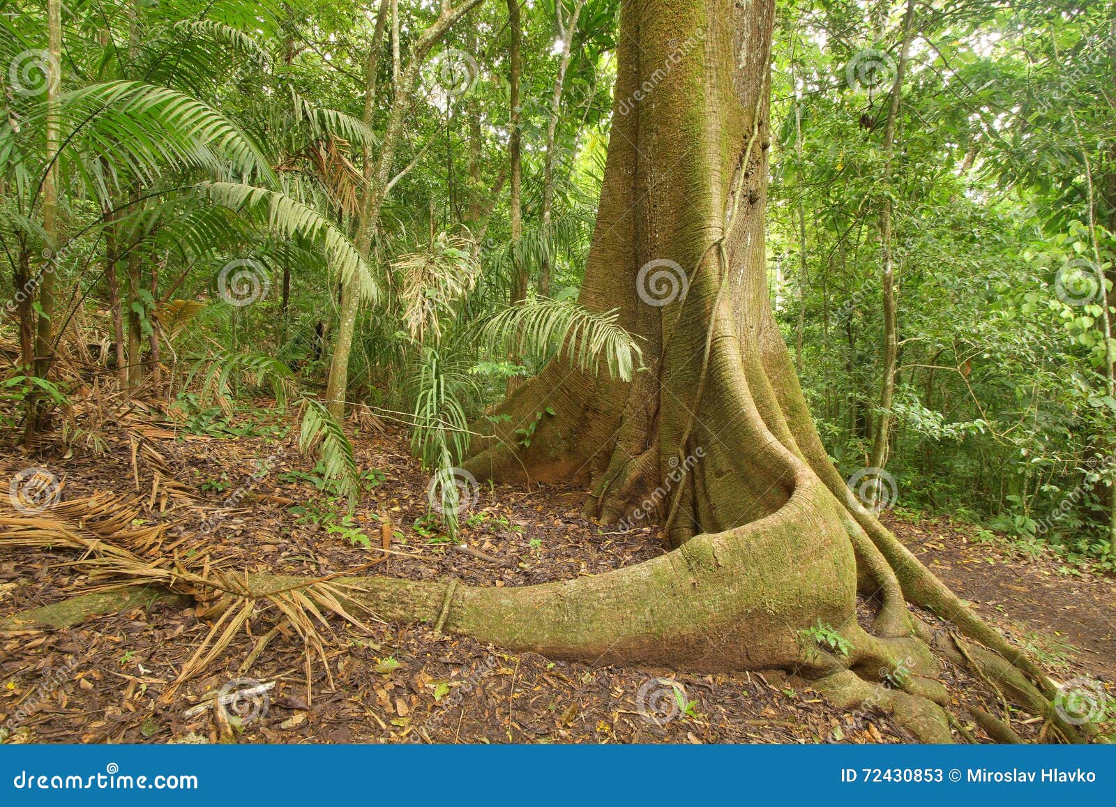 Tronc d'arbre tropical image stock. Image du arbre, bois - 72430853