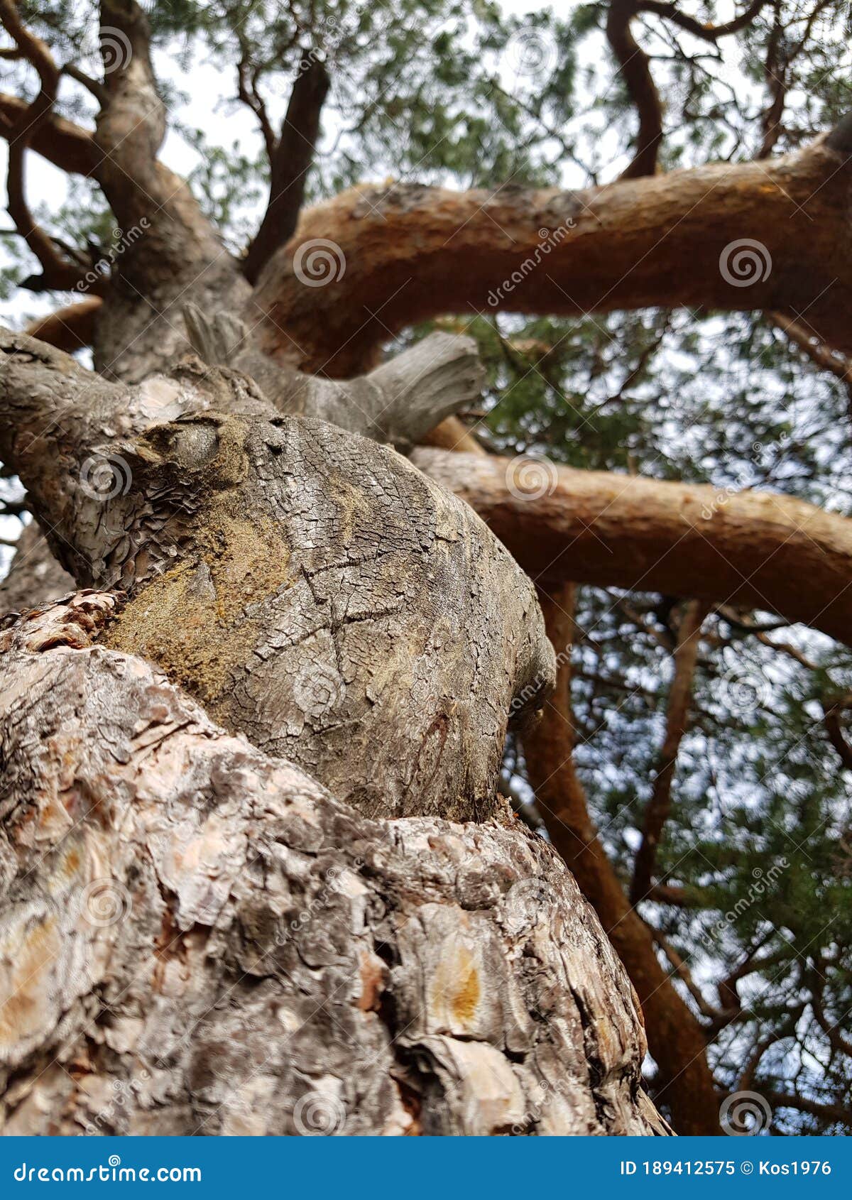 Tronc De Pin Avec Des Branches Image stock - Image du bouleau, chêne ...