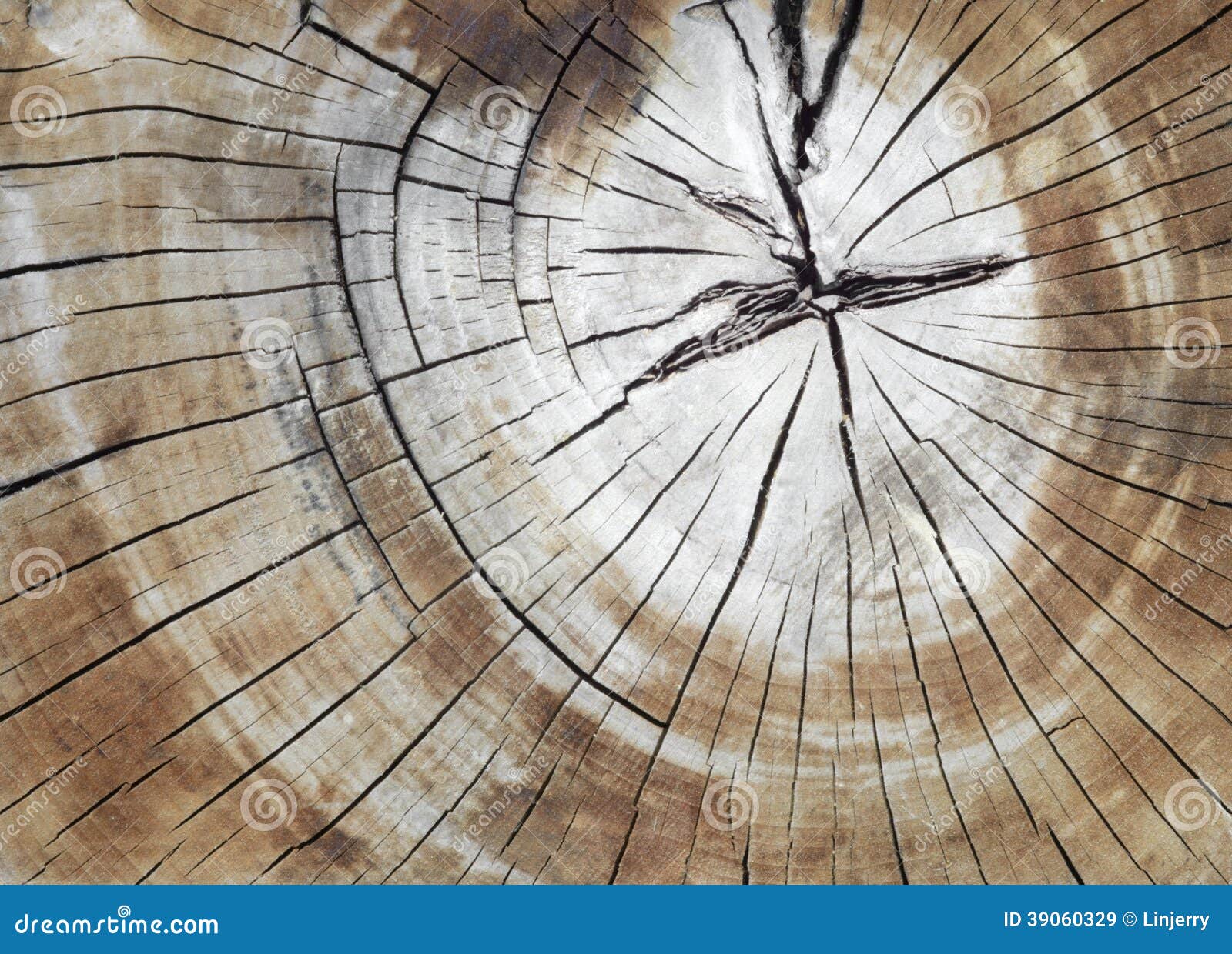 Tronc De Pin Criqué Dans La Section Transversale Image stock - Image of ...