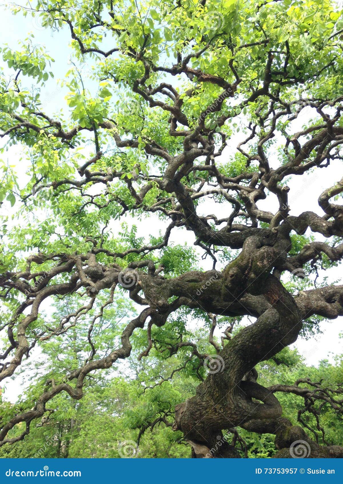 Tronc vert tordu par arbre image stock. Image du vert - 73753957