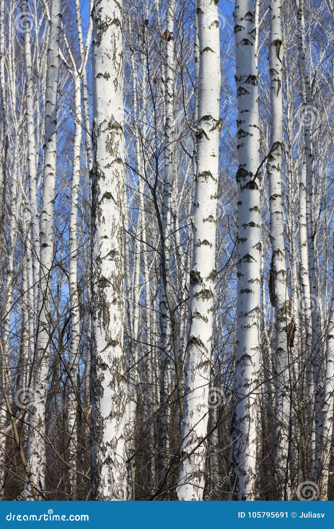 Tronchi Degli Alberi Di Betulla Immagine Stock - Immagine di sfondo ...