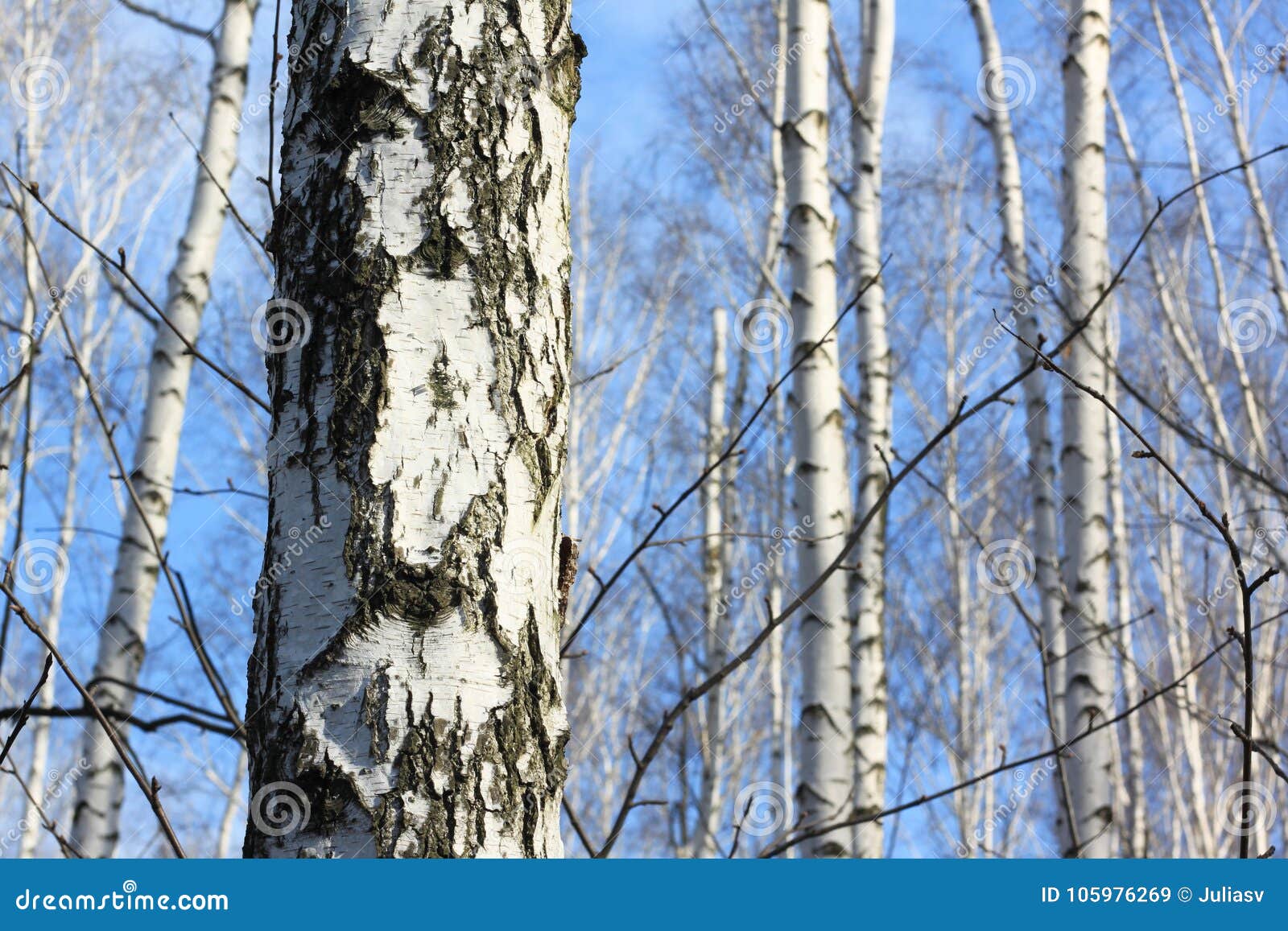 Tronchi Degli Alberi Di Betulla Immagine Stock - Immagine di armonia ...