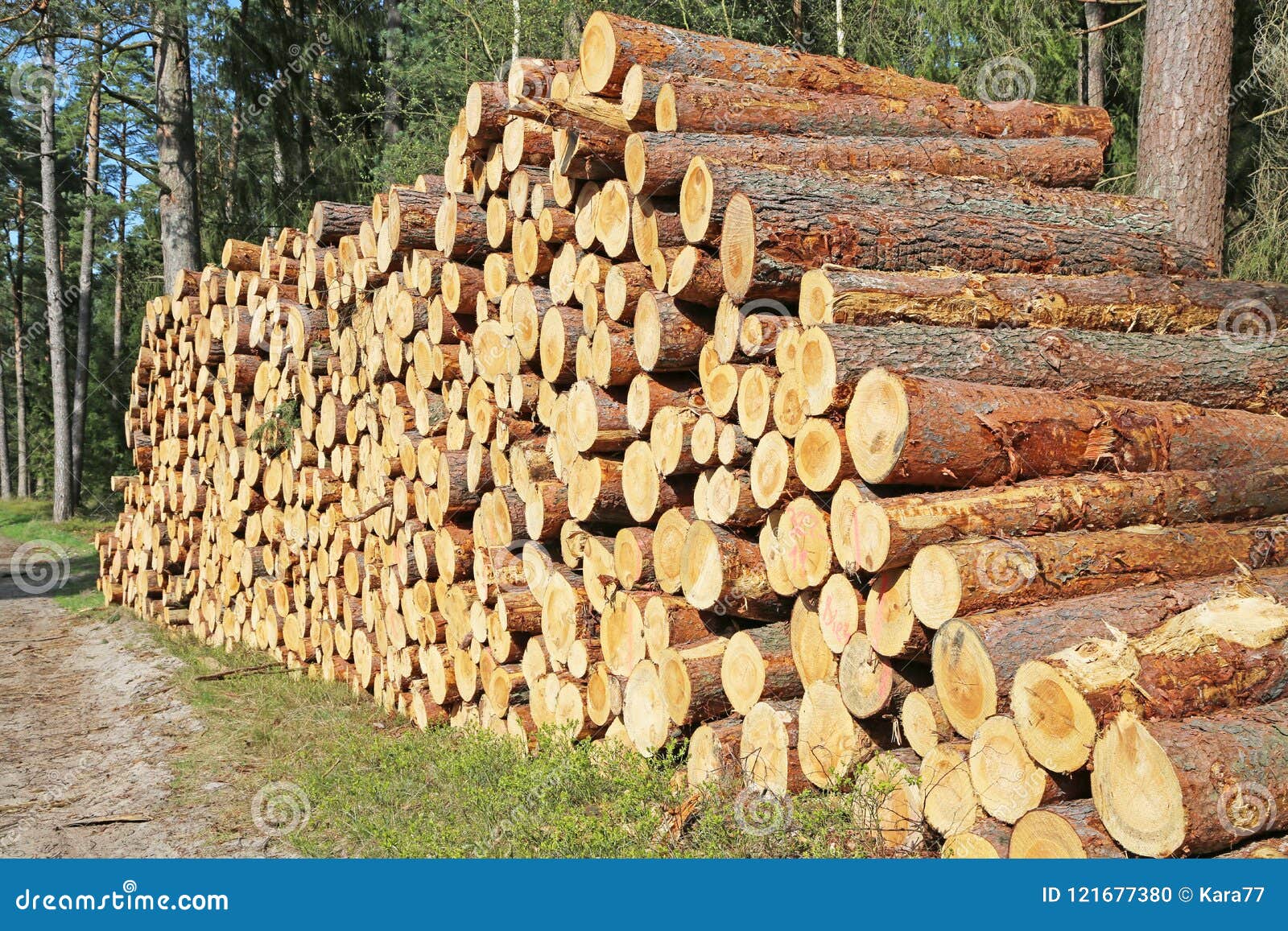 Tronchi di albero fotografia stock. Immagine di memoria - 121677380