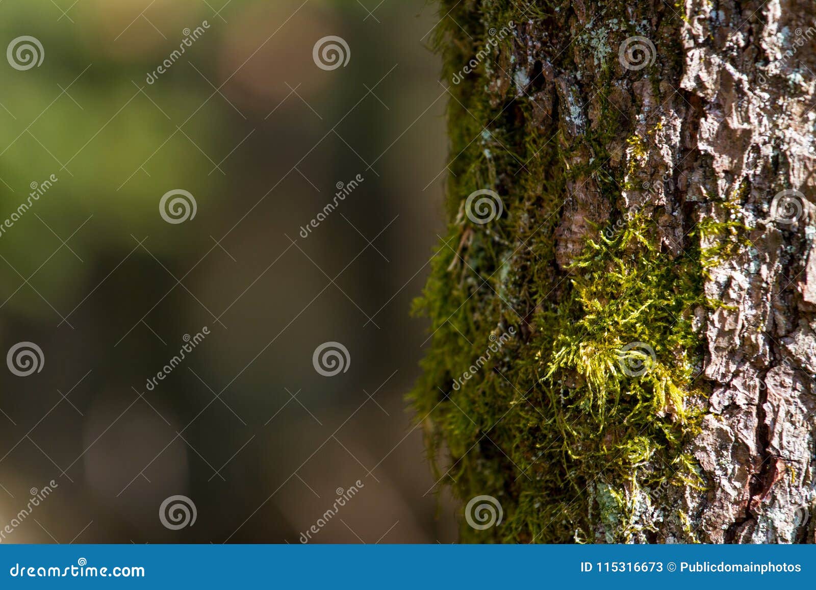 Tronco, Albero, Vegetazione, Ramo Immagine. Immagine: 115316673