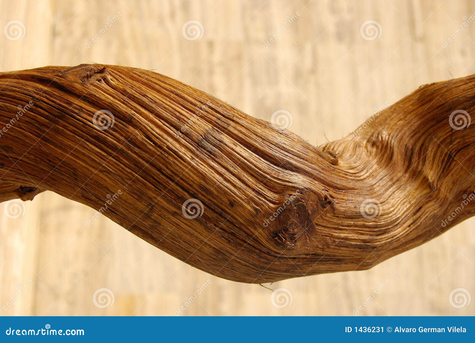 Tronco da madeira imagem de stock. Imagem de corte, caminhada - 1436231