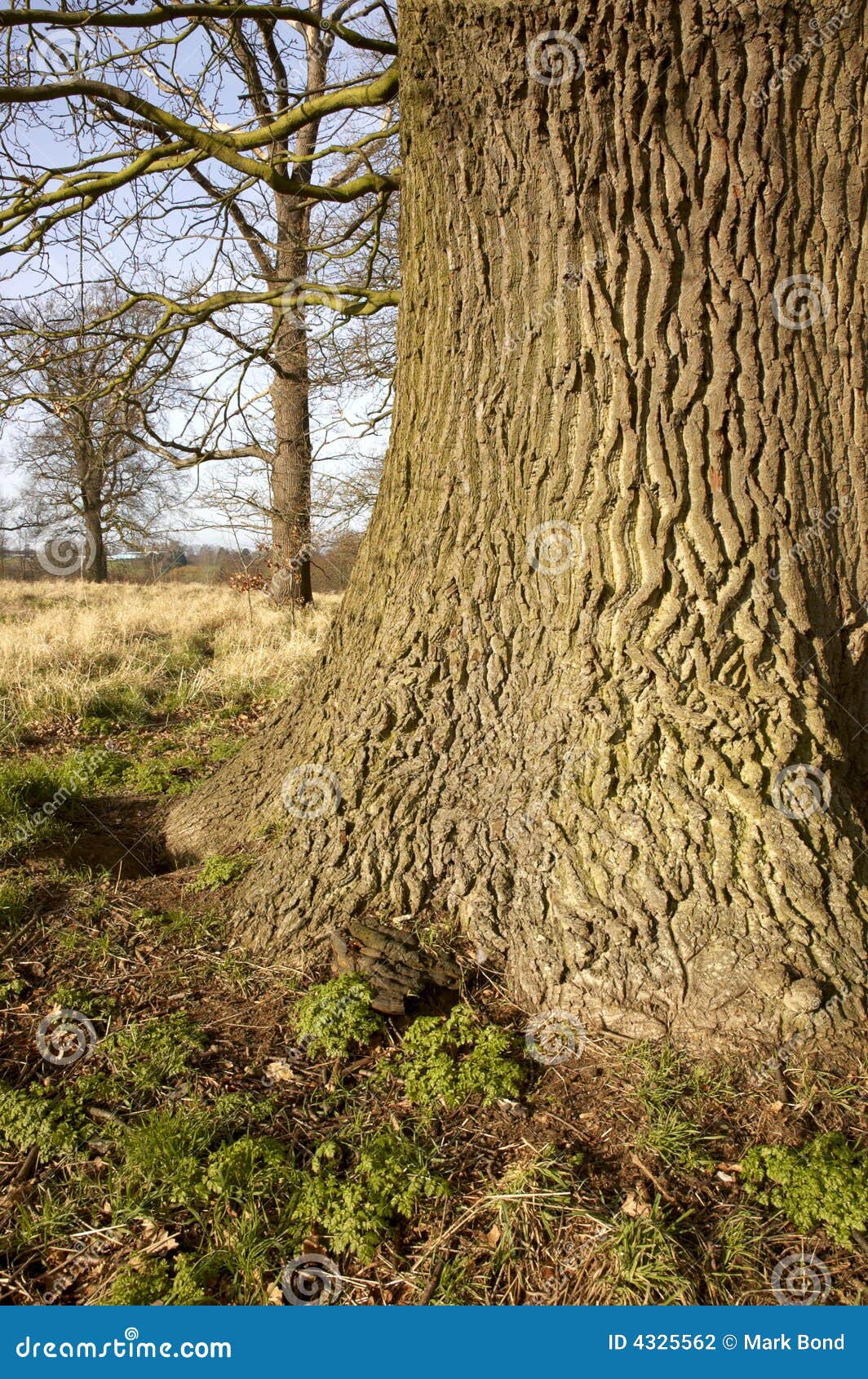 Tronco de árbol de roble foto de archivo. Imagen de enorme - 4325562
