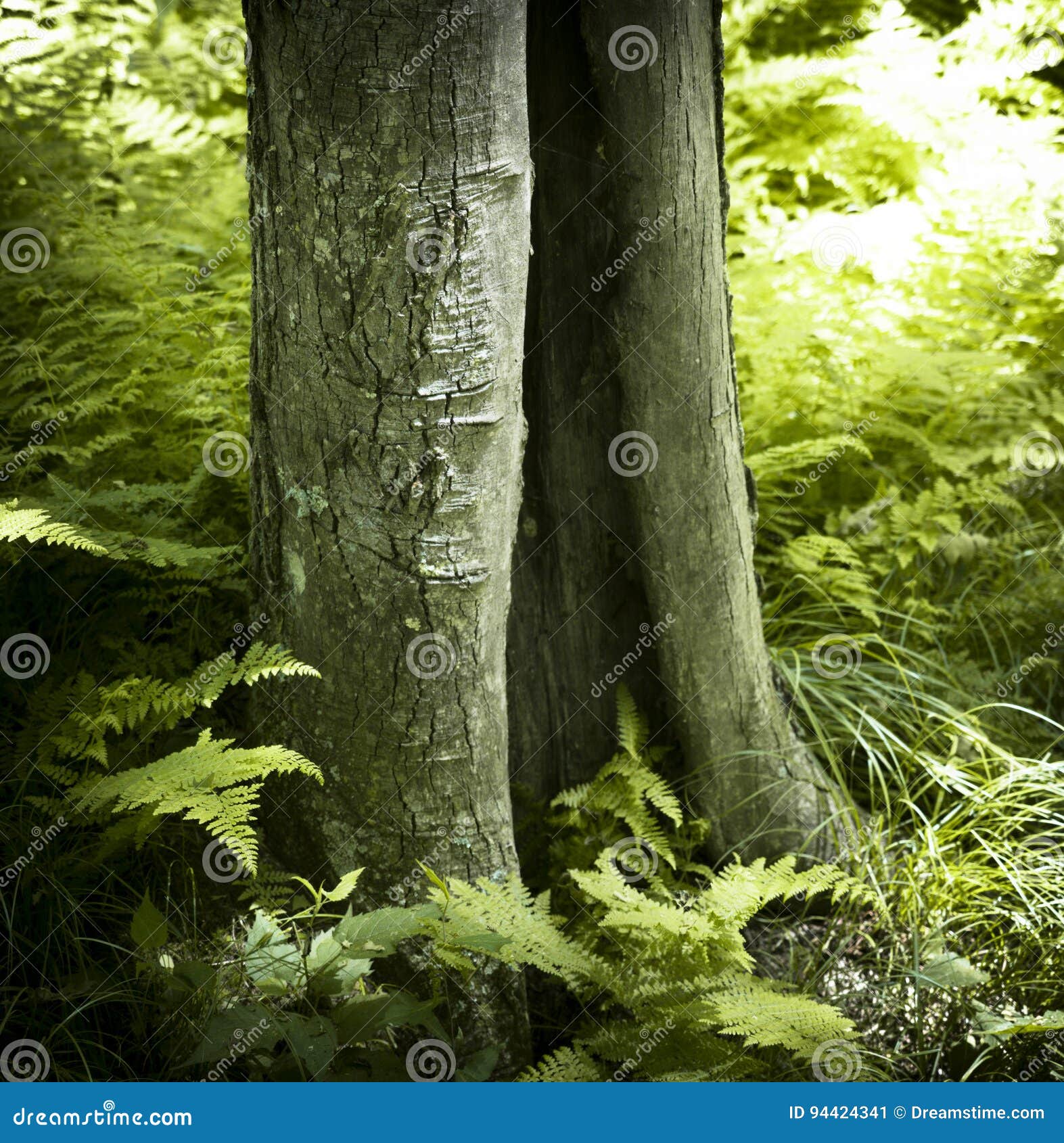 Tronco de árbol partido imagen de archivo. Imagen de cubo - 94424341