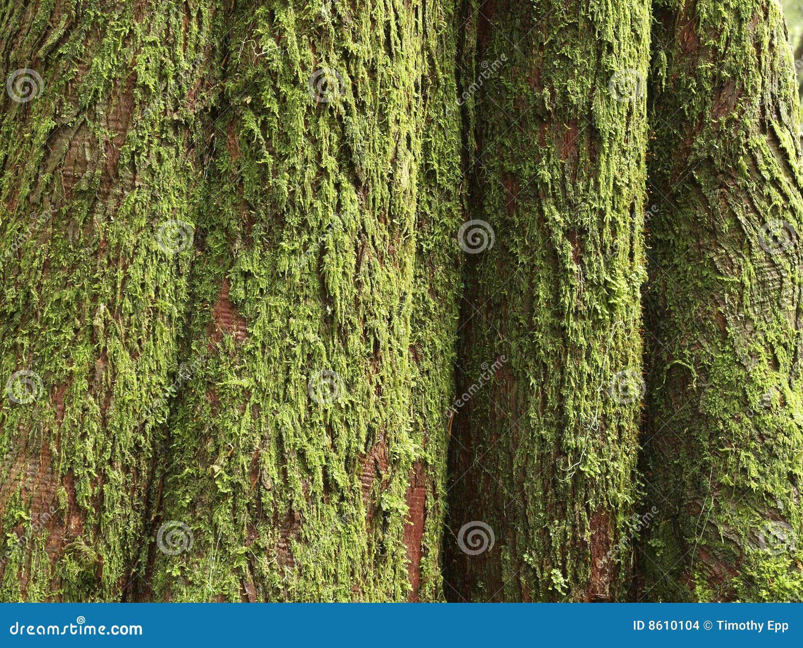 Tronco De árvore Mossy Do Cedro Foto de Stock - Imagem de madeira ...