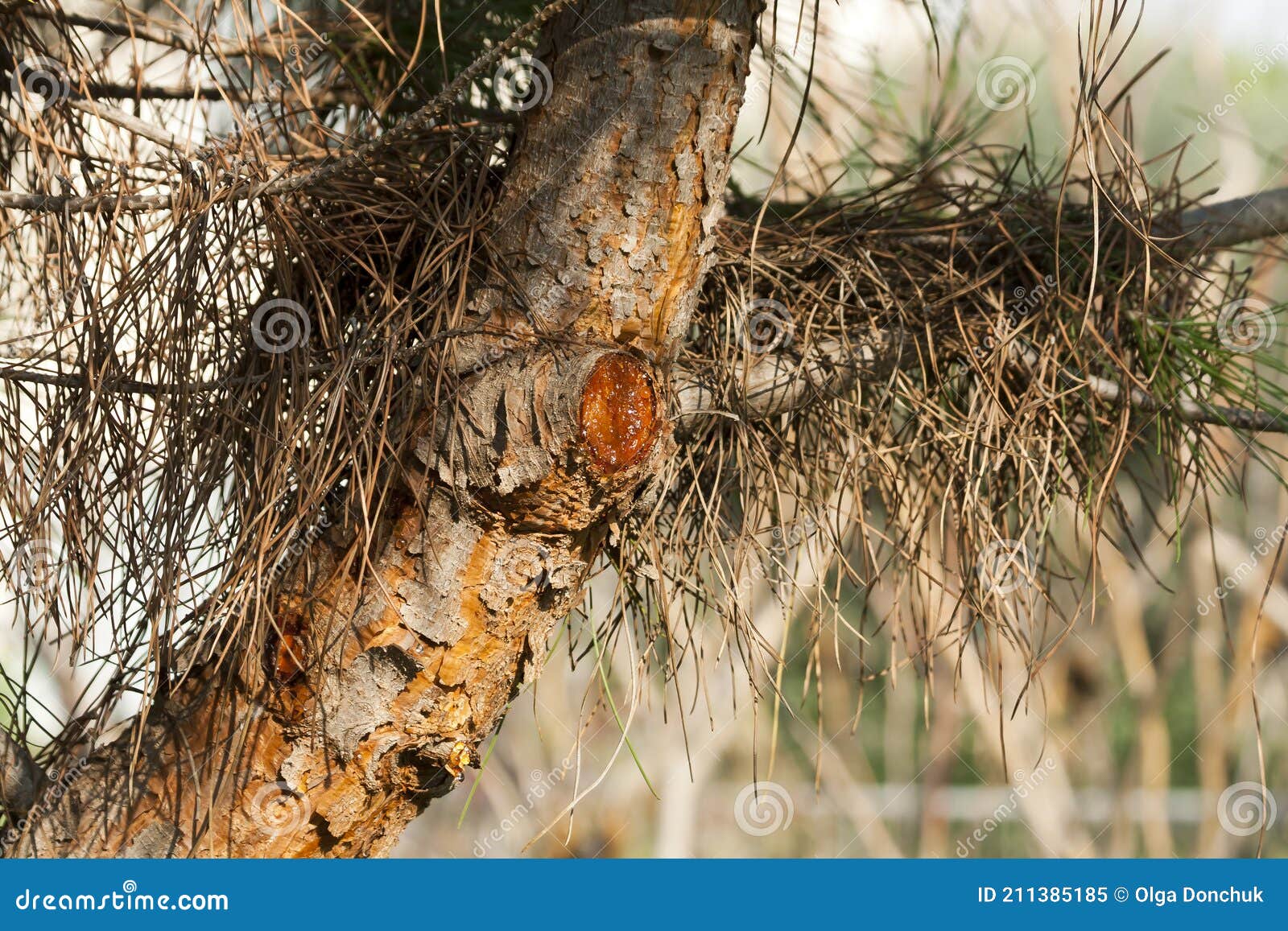 Tronco De Pinheiro Com Agulhas E Resina Imagem de Stock - Imagem de ...