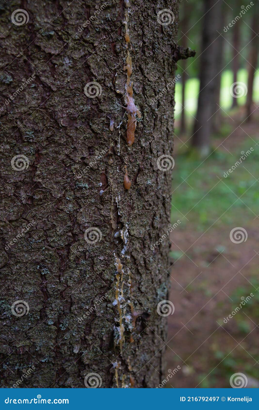Tronco De Pinheiro Com Resina Imagem de Stock - Imagem de musgo ...