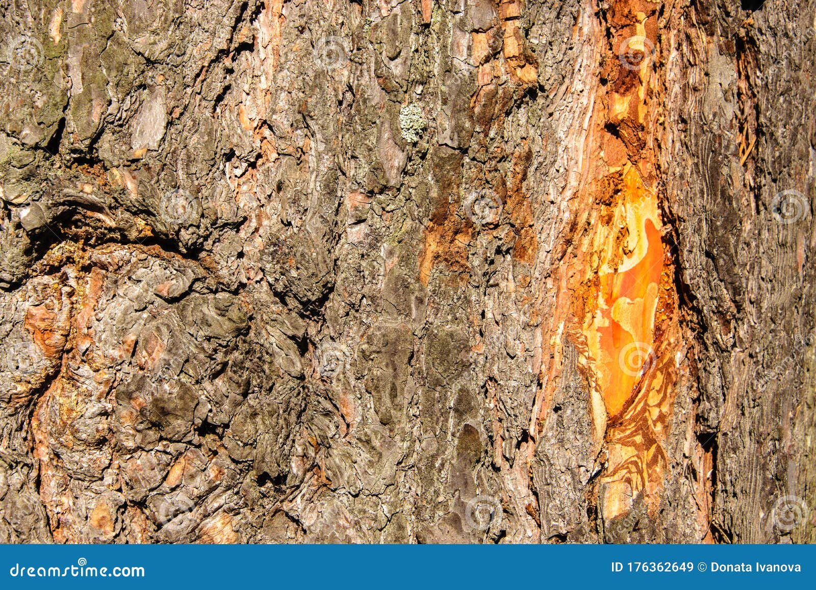 Tronco De Pinheiro Fechado E Casca Com Resina Iluminada Pelo Sol ...
