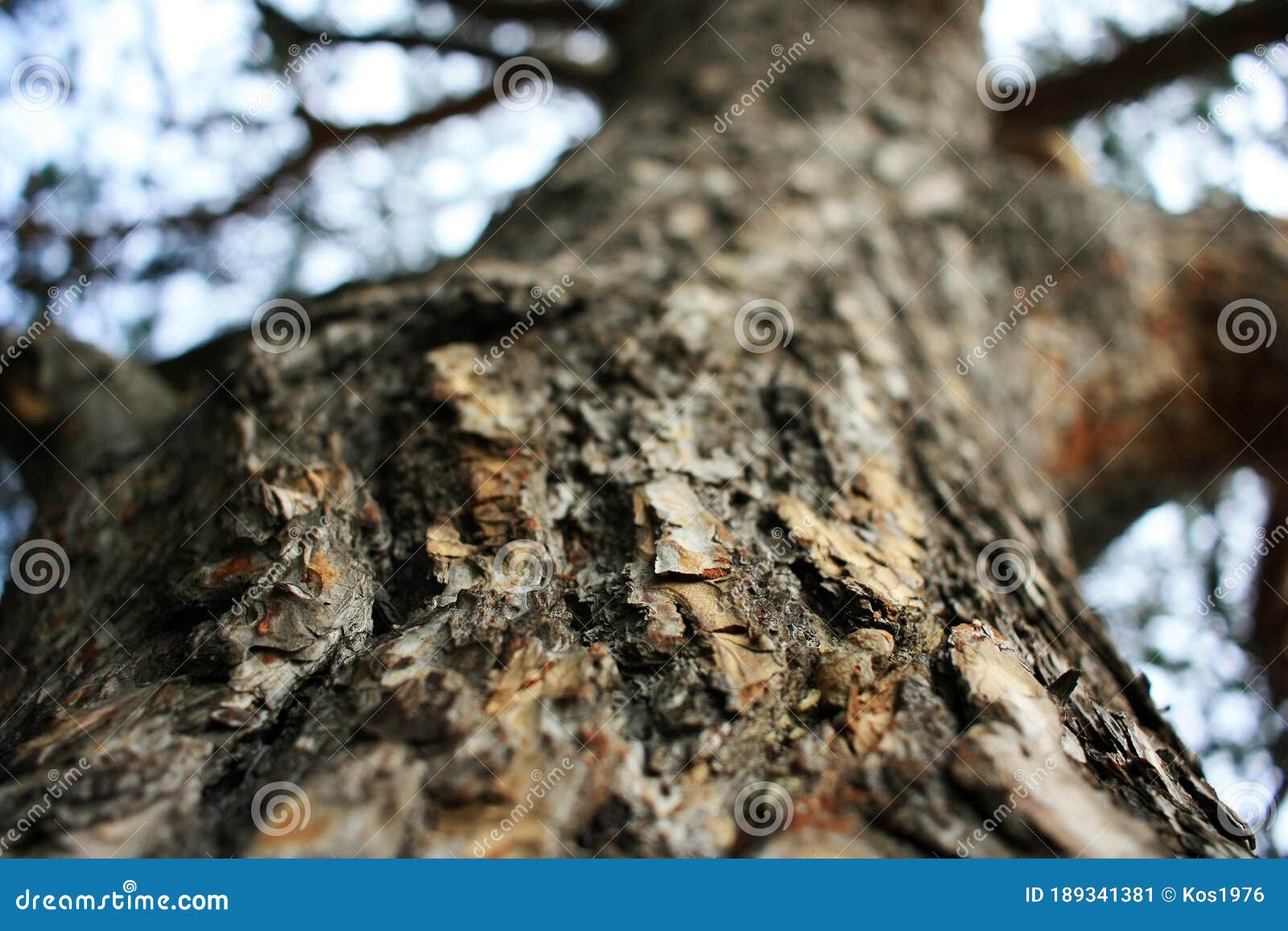 Tronco de pino con ramas imagen de archivo. Imagen de hojas - 189341381