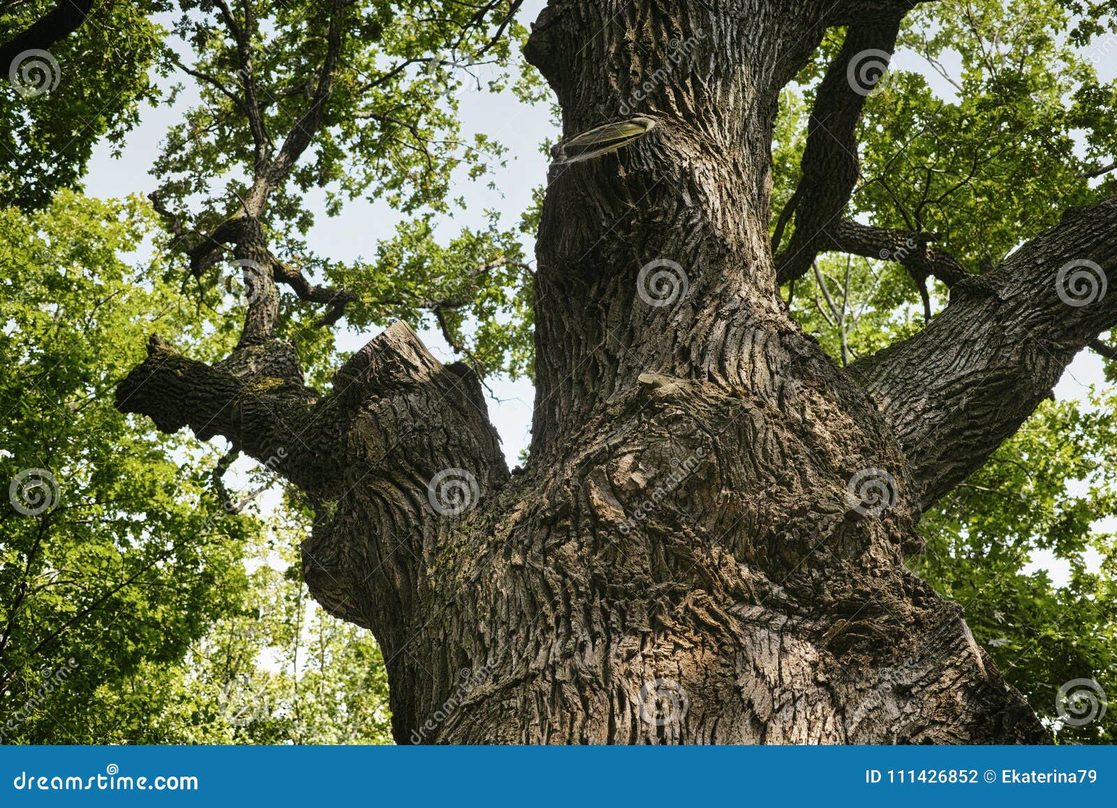 Tronco de roble viejo foto de archivo. Imagen de ramificaciones - 111426852