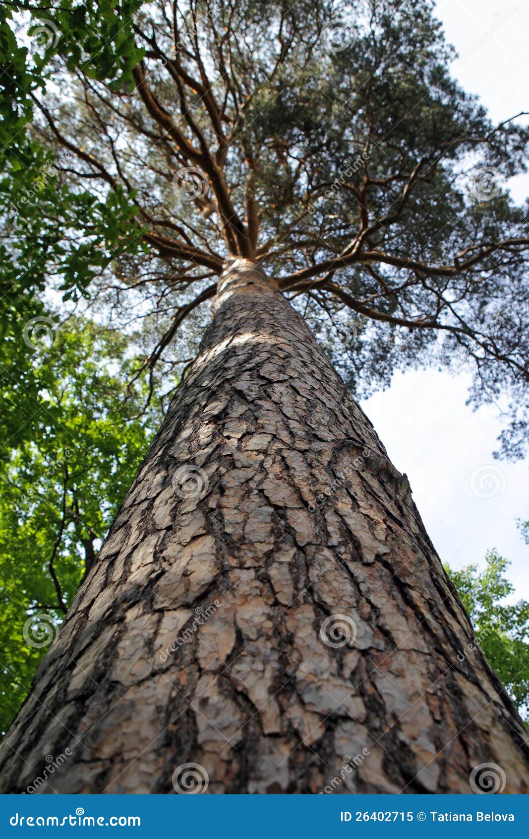 Tronco Del árbol De Pino Foto de archivo libre de regalías - Imagen ...