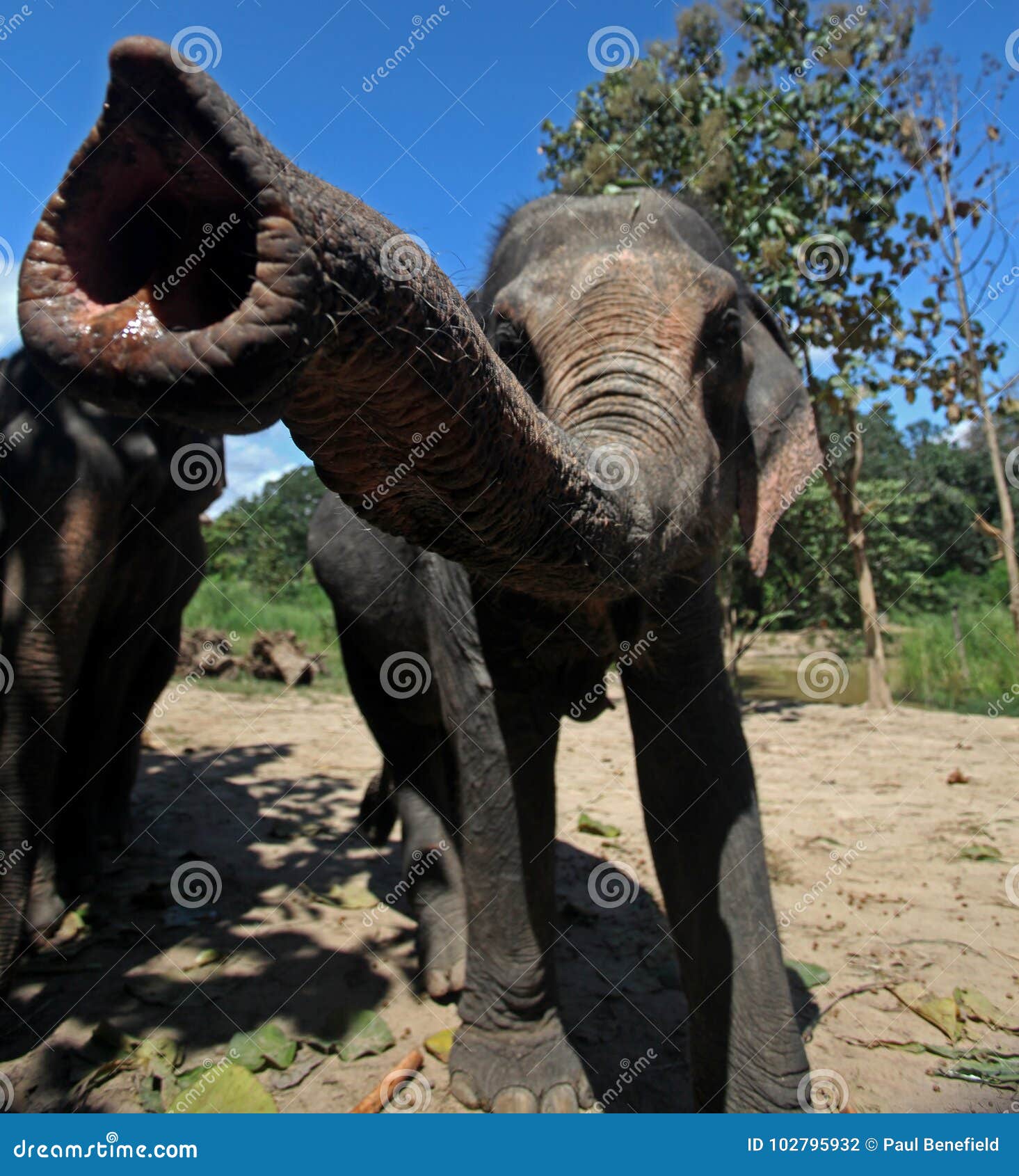 Tronco del elefante foto de archivo. Imagen de animal - 102795932