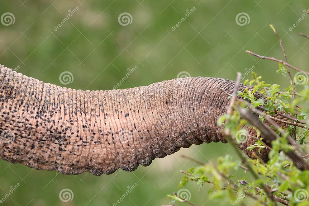 Tronco del elefante imagen de archivo. Imagen de animal - 19868893