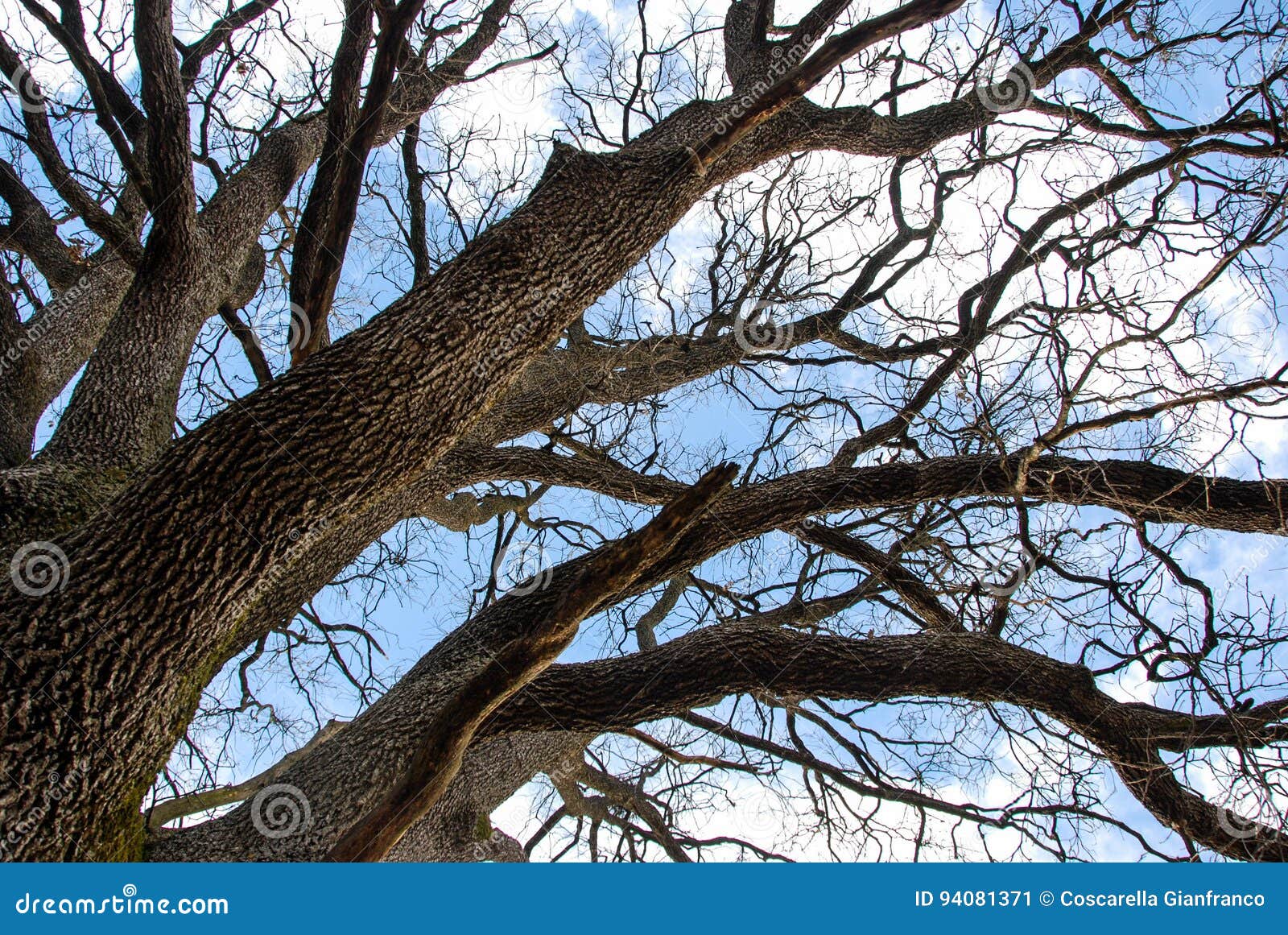 Tronco del roble imagen de archivo. Imagen de campo, cubo - 94081371