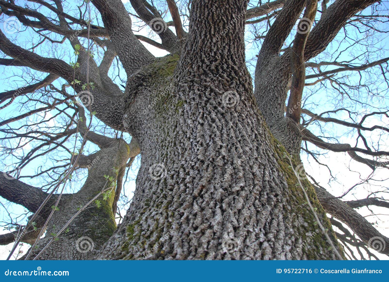 Tronco del roble foto de archivo. Imagen de cubo, italia - 95722716