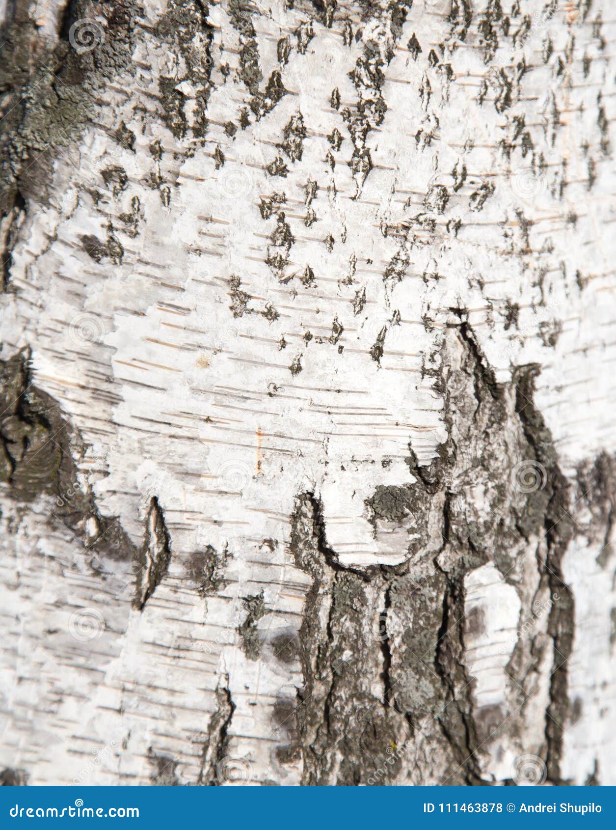 Tronco Della Betulla Come Fondo Fotografia Stock - Immagine di striato ...