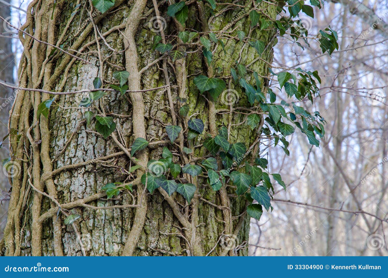 Tronco Di Albero Con L'edera Comune Fotografia Stock - Immagine di ...